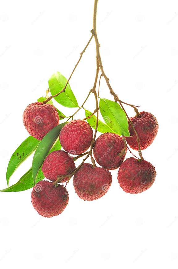 Lichee isolated stock image. Image of food, isolated - 25198771