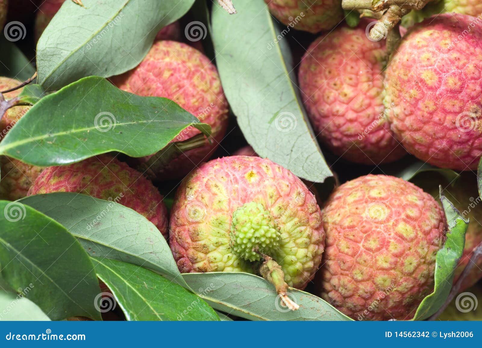 Lichees background stock photo. Image of branch, fruit - 14562342