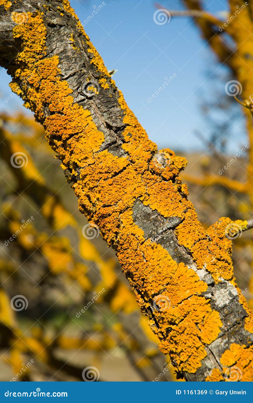 Lichen stock image. Image of texture, environment, yellow - 1161369