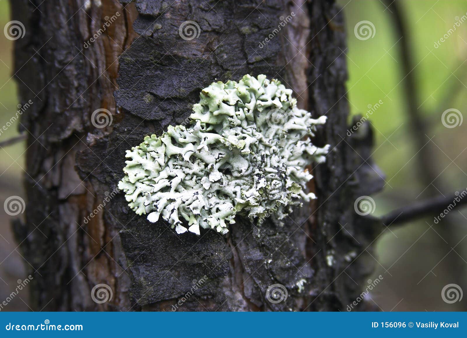 Lichen stock photo. Image of botany, sponge, decay, lichen - 156096