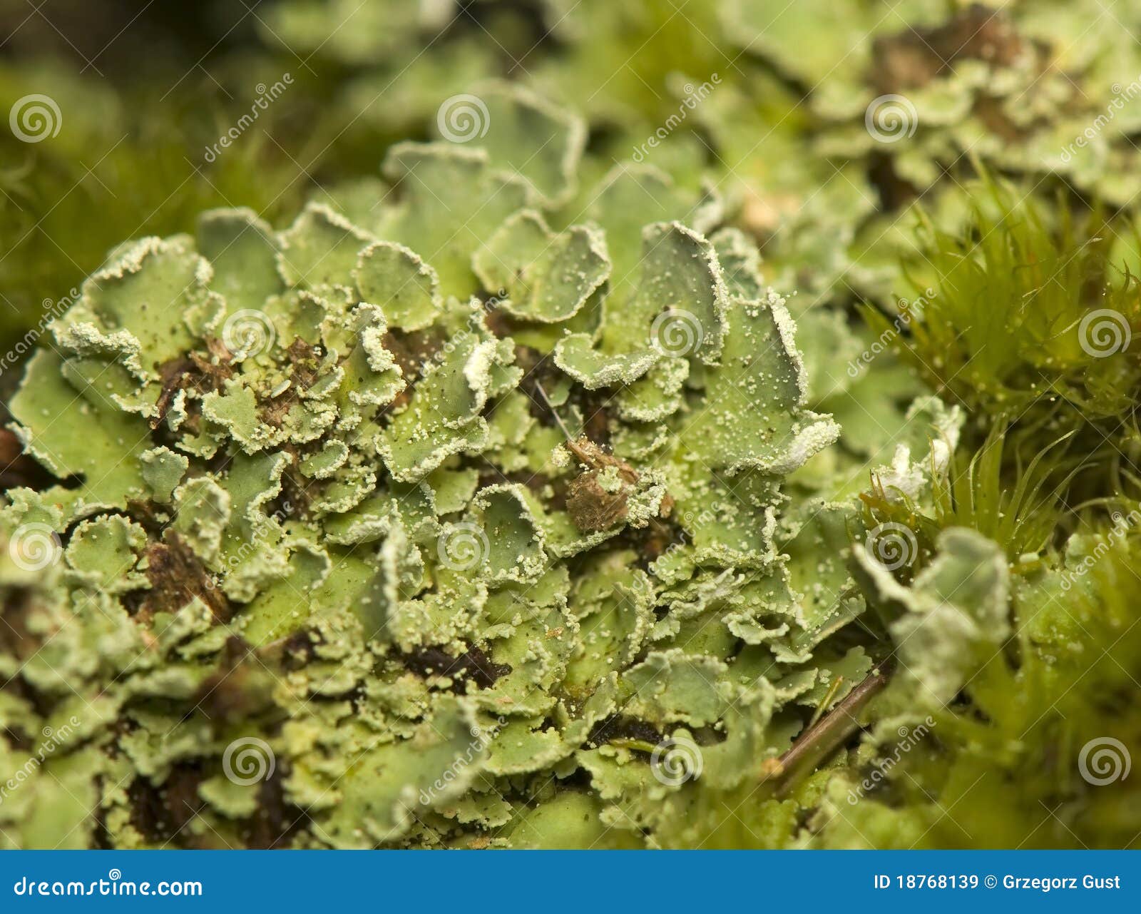 Lichen stock image. Image of growth, park, green, lichen - 18768139