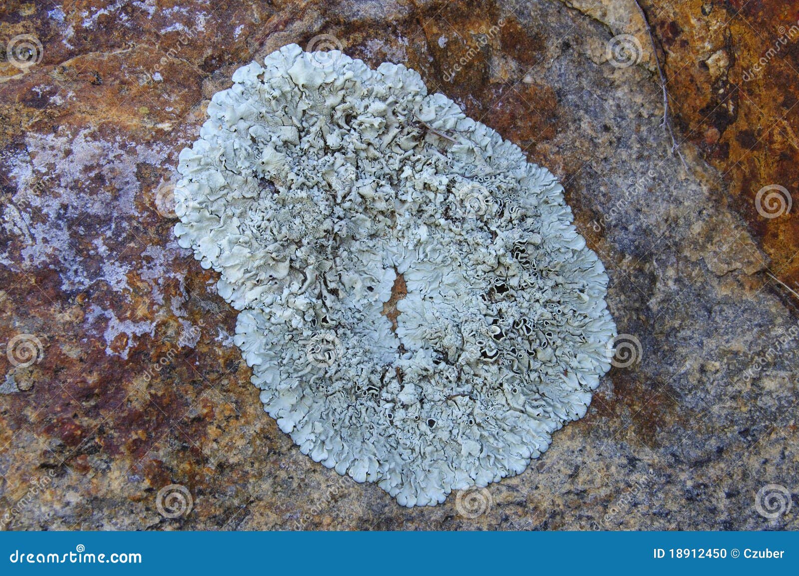Lichen stock photo. Image of harsh, ascomycota, thelomma - 18912450