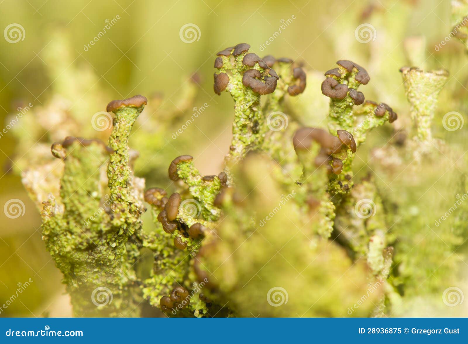 Lichen stock image. Image of texture, symbiosis, botanic - 28936875