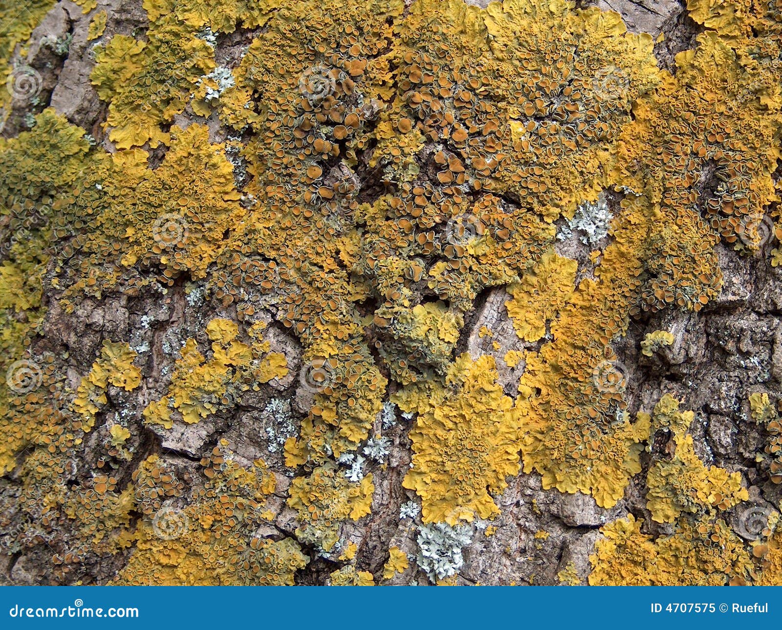 Lichen stock image. Image of outdoors, decoration, frame - 4707575