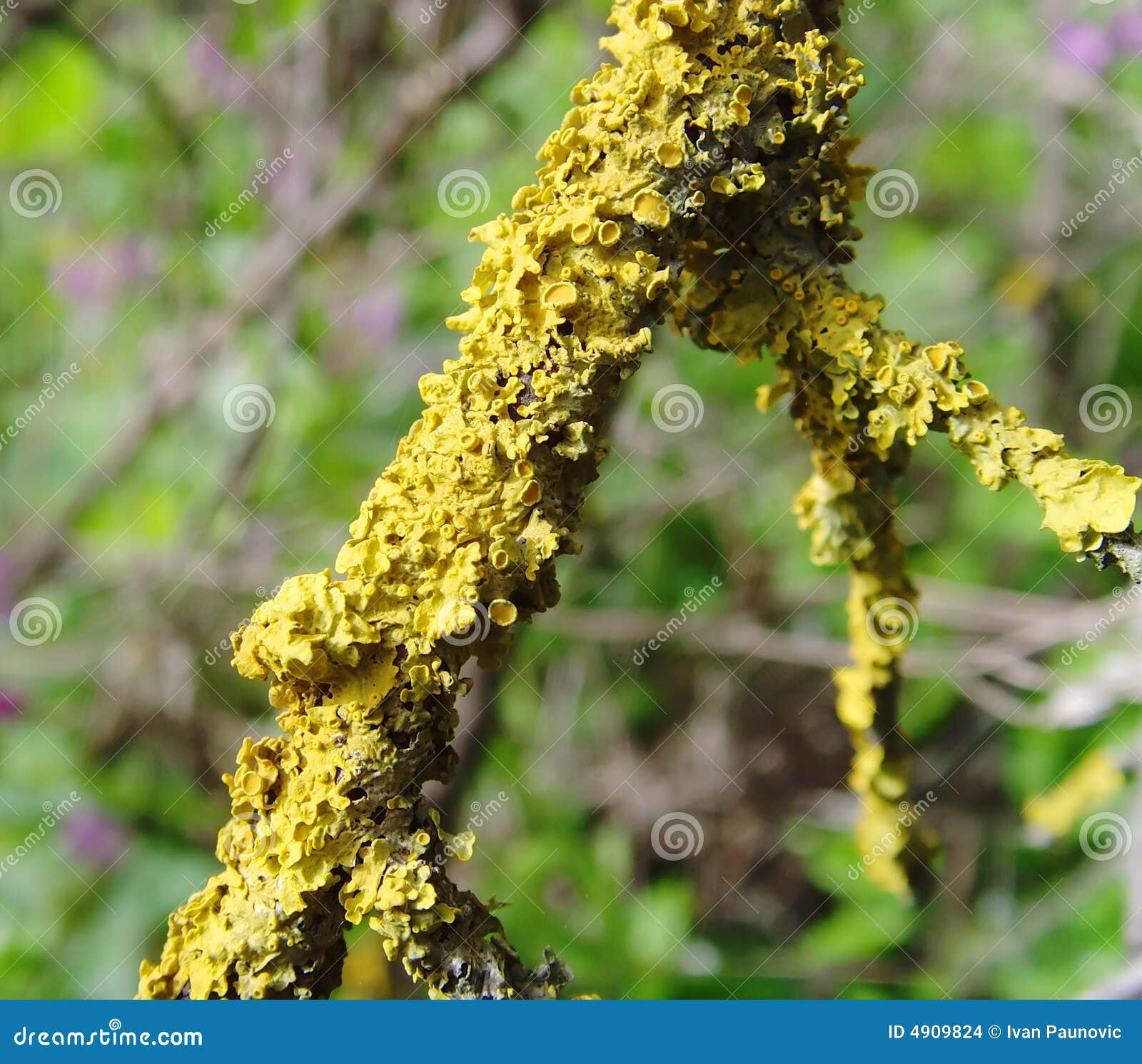 Lichen stock photo. Image of grown, organic, orange, life - 4909824