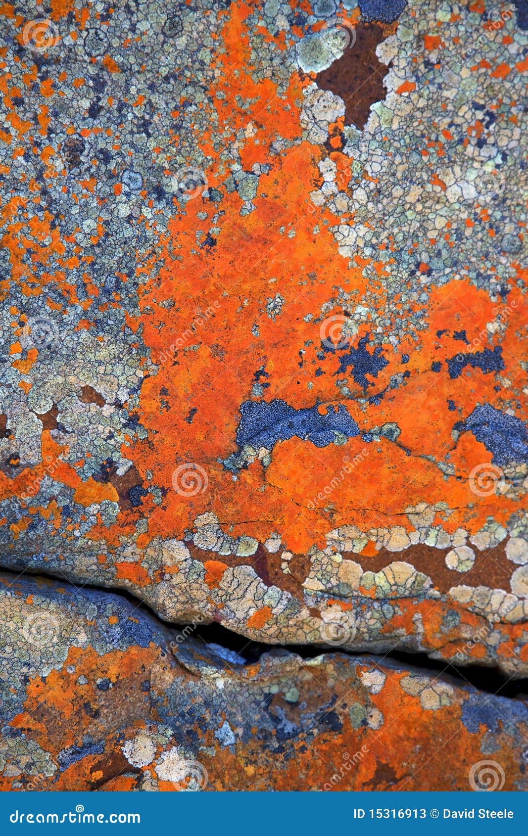 Lichen Abstracts stock image. Image of south, cape, abstract - 15316913