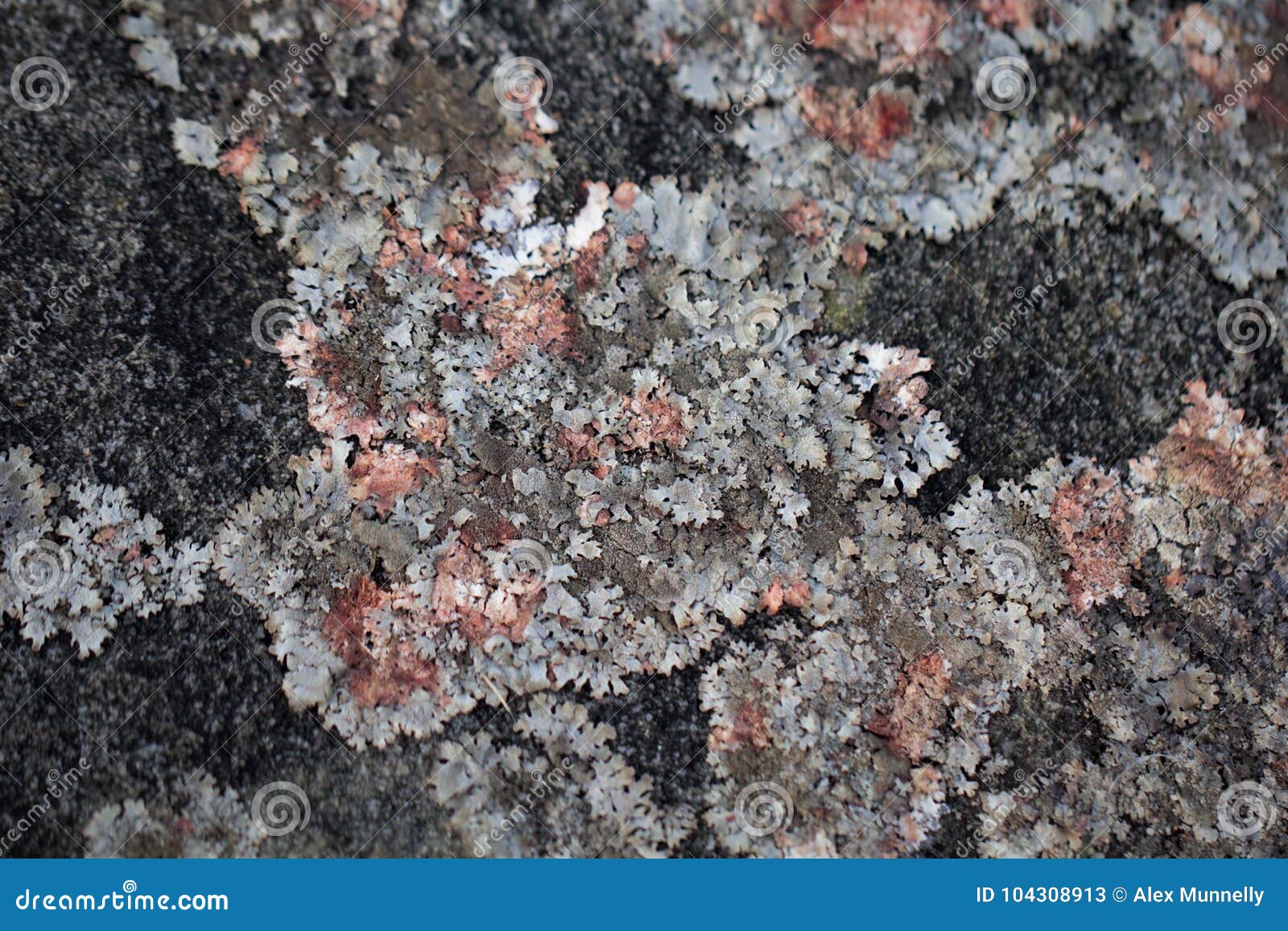 Lichen on Ancient Stone Background Texture Stock Image - Image of stone ...