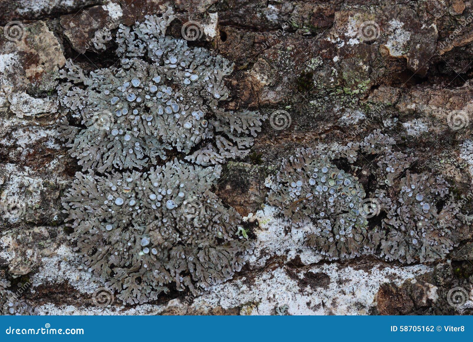 Lichen on ash bark stock photo. Image of closeup, dark - 58705162