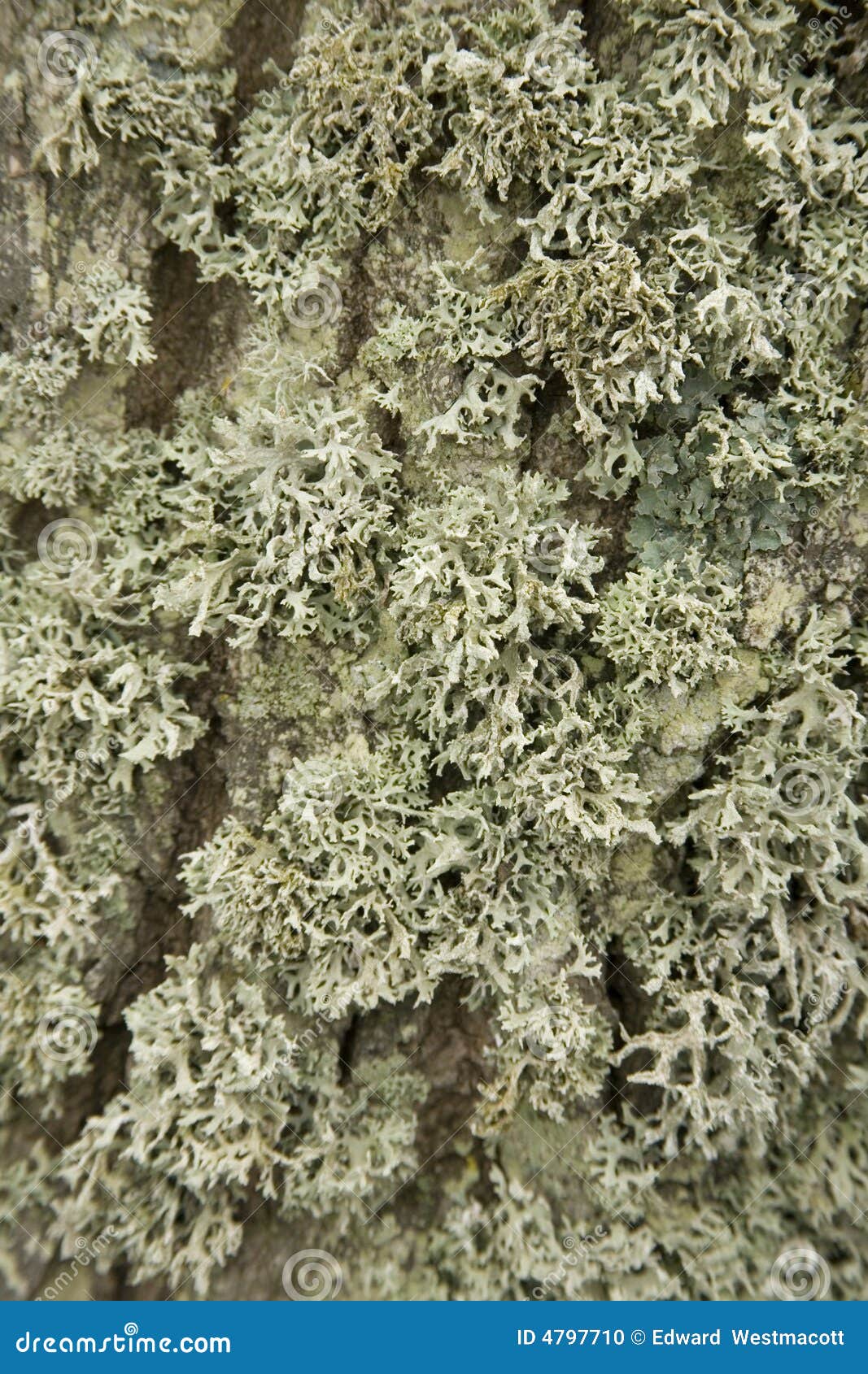 Lichen background stock photo. Image of growth, crustose - 4797710