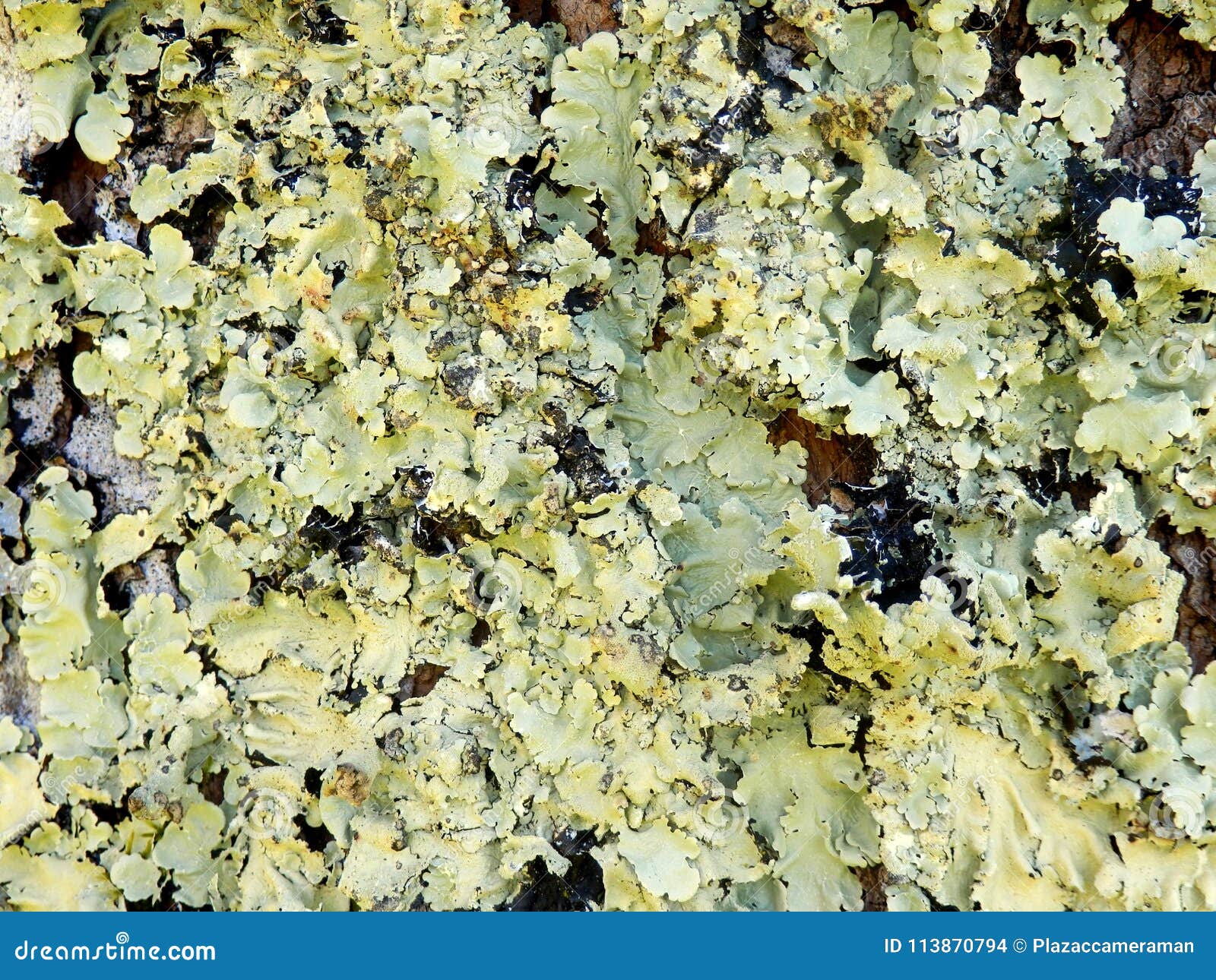 Lichen Background stock photo. Image of fungi, fungus - 113870794