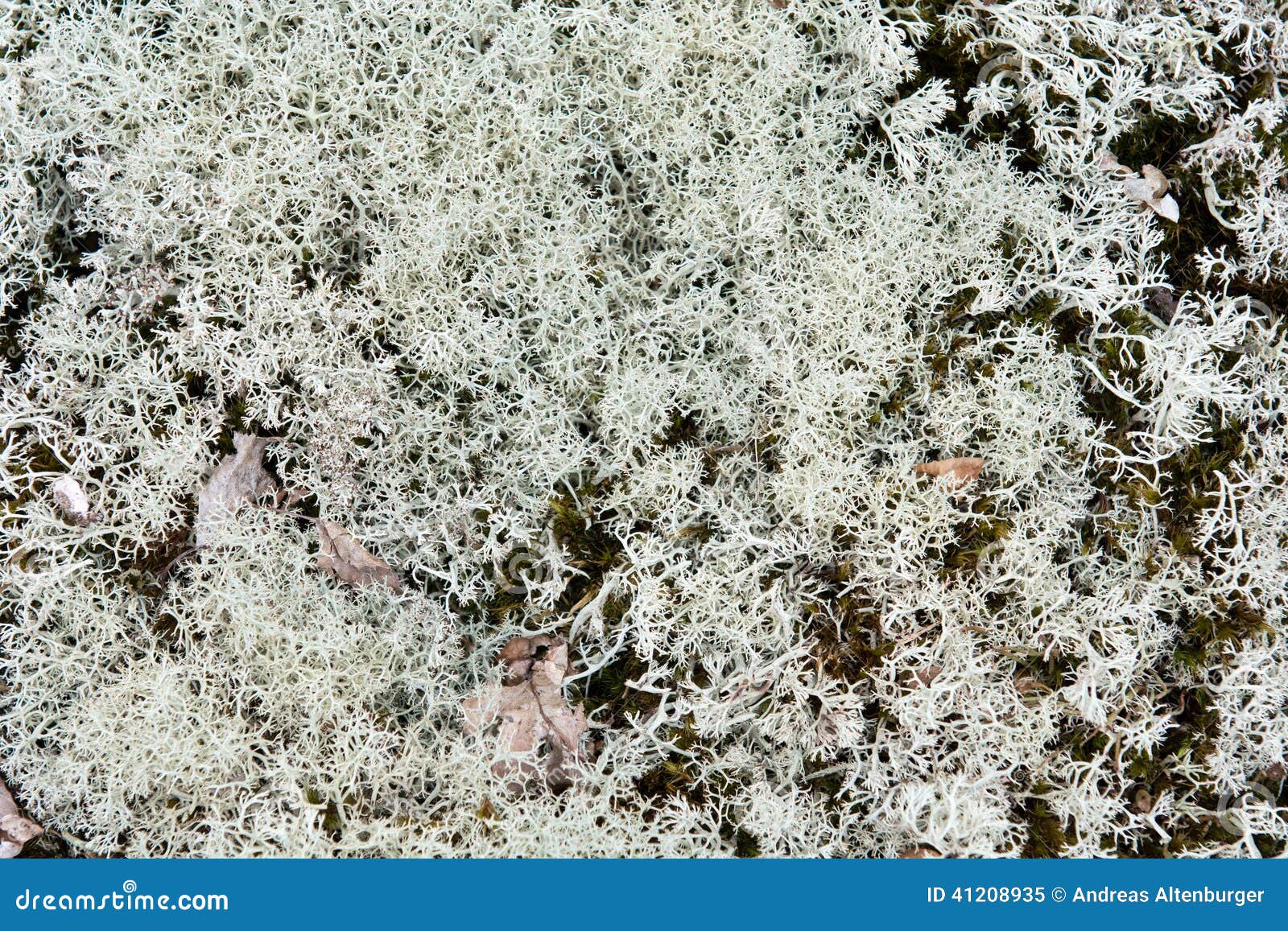 Lichen background stock image. Image of moss, nature - 41208935