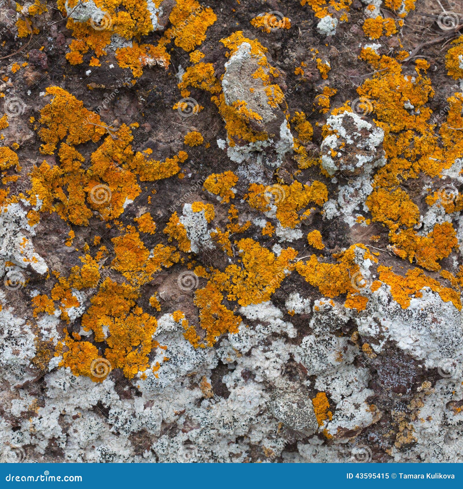 Lichen background stock image. Image of lichen, covered - 43595415