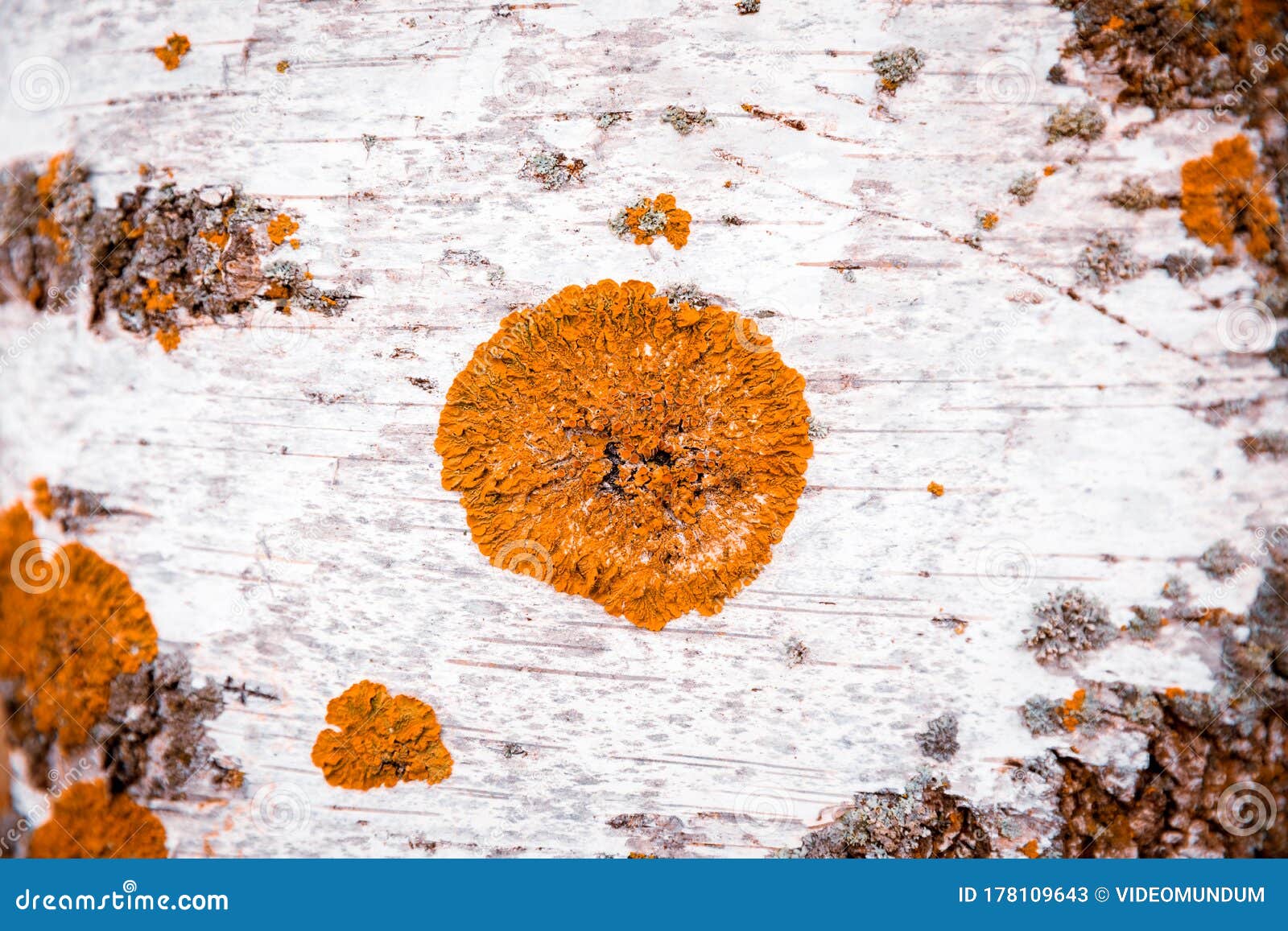Lichen on the Bark of a Birch Tree Stock Image - Image of closeup ...