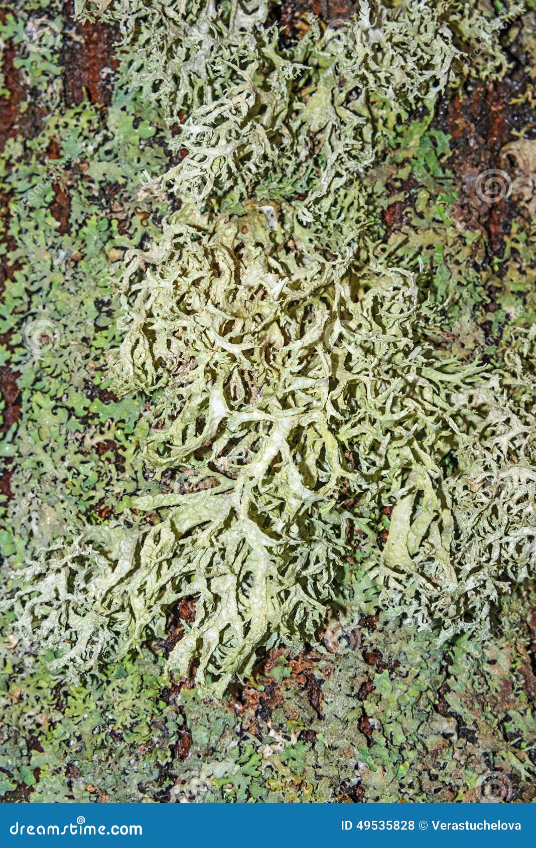 Lichen stock photo. Image of background, cover, growth - 49535828