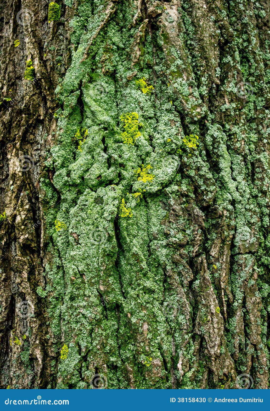 Lichen Bark Texture stock photo. Image of cover, green - 38158430