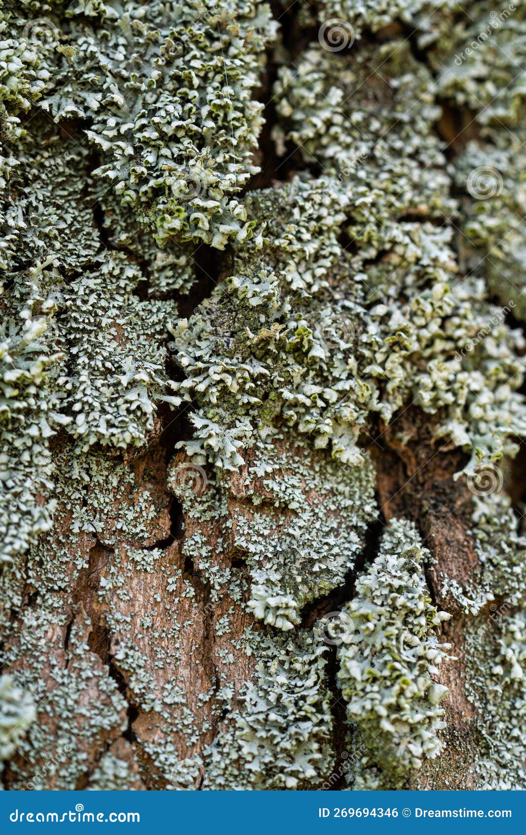 Lichen bark of a tree stock photo. Image of lichens - 269694346