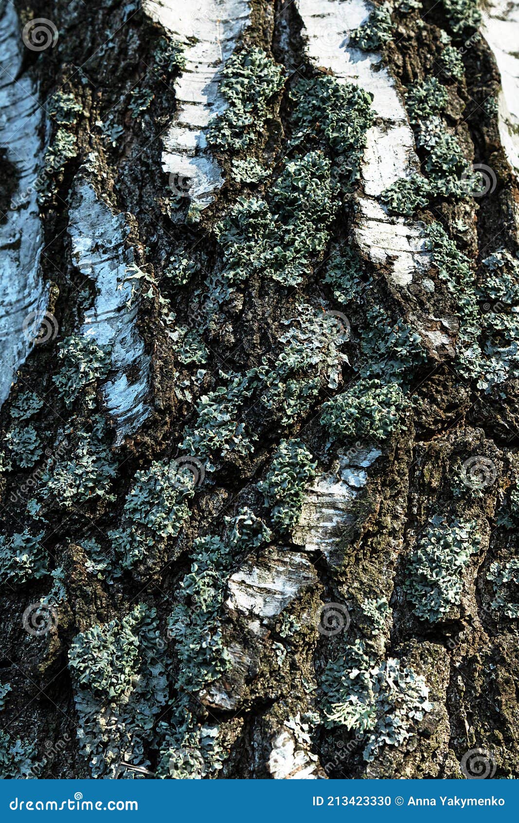 Lichen on the Bark of a Tree.Diseases of Trees Stock Photo - Image of ...