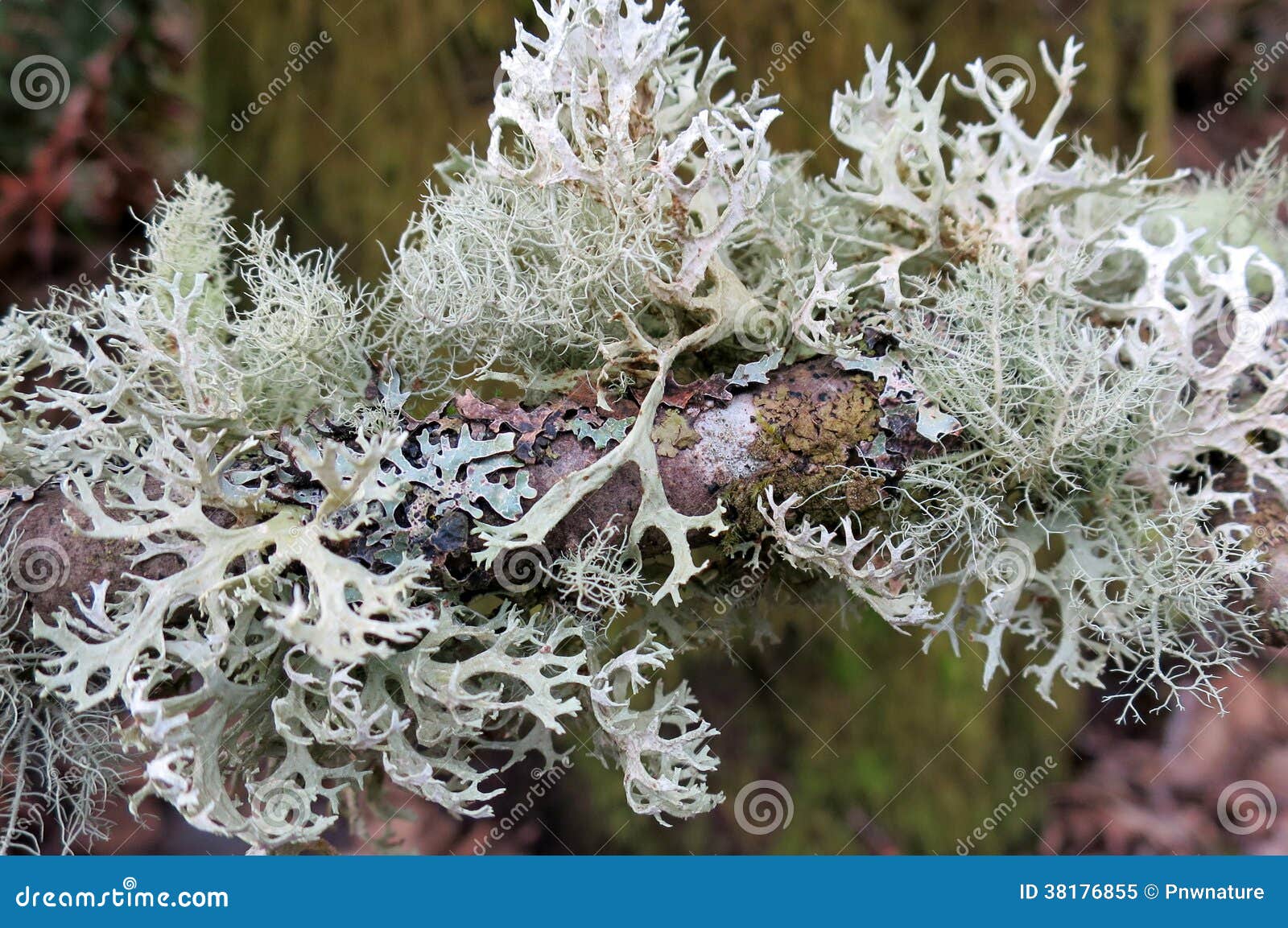 Lichen on a Branch stock image. Image of usnea, lichen - 38176855