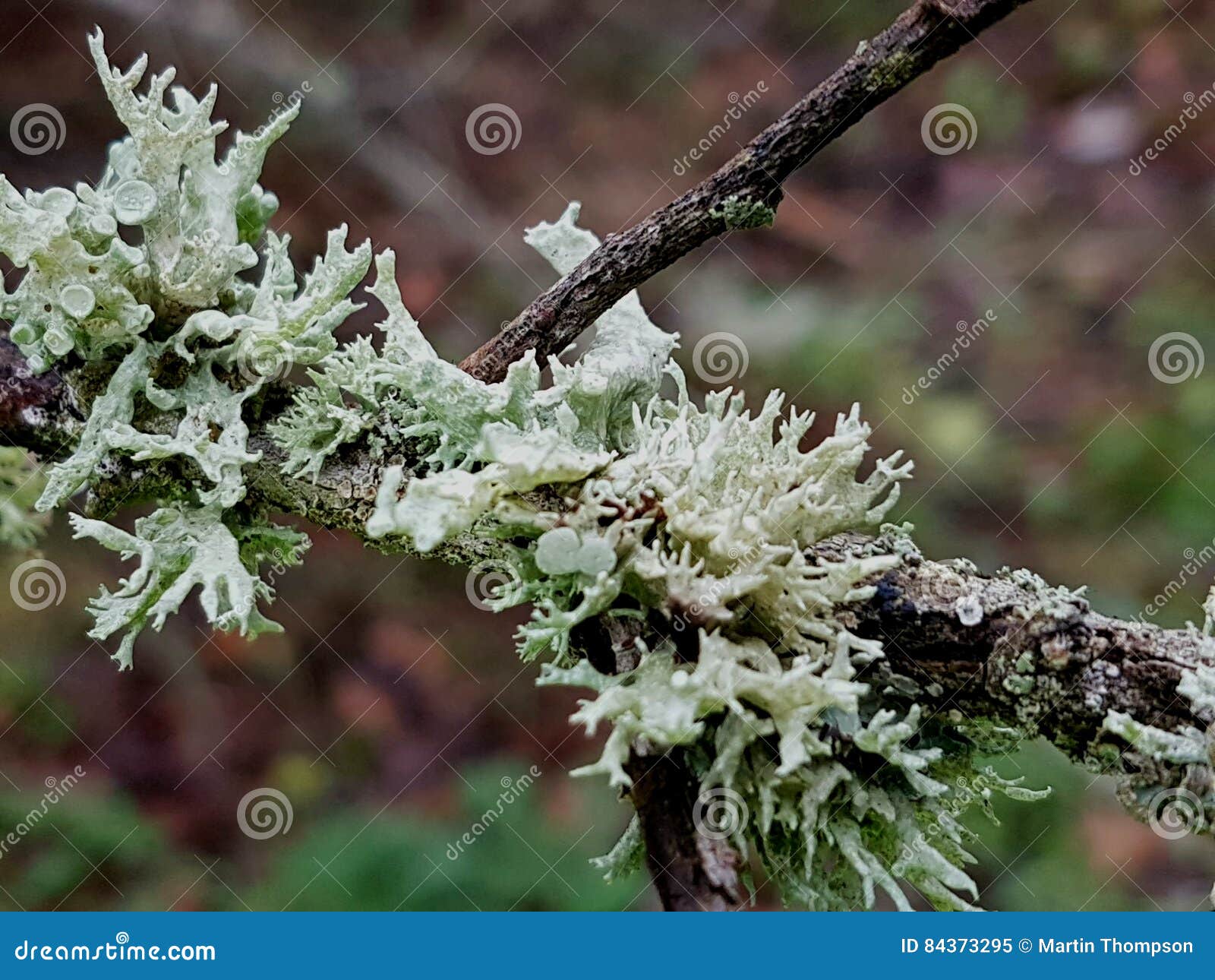 Lichen stock image. Image of green, branch, nature, tree - 84373295