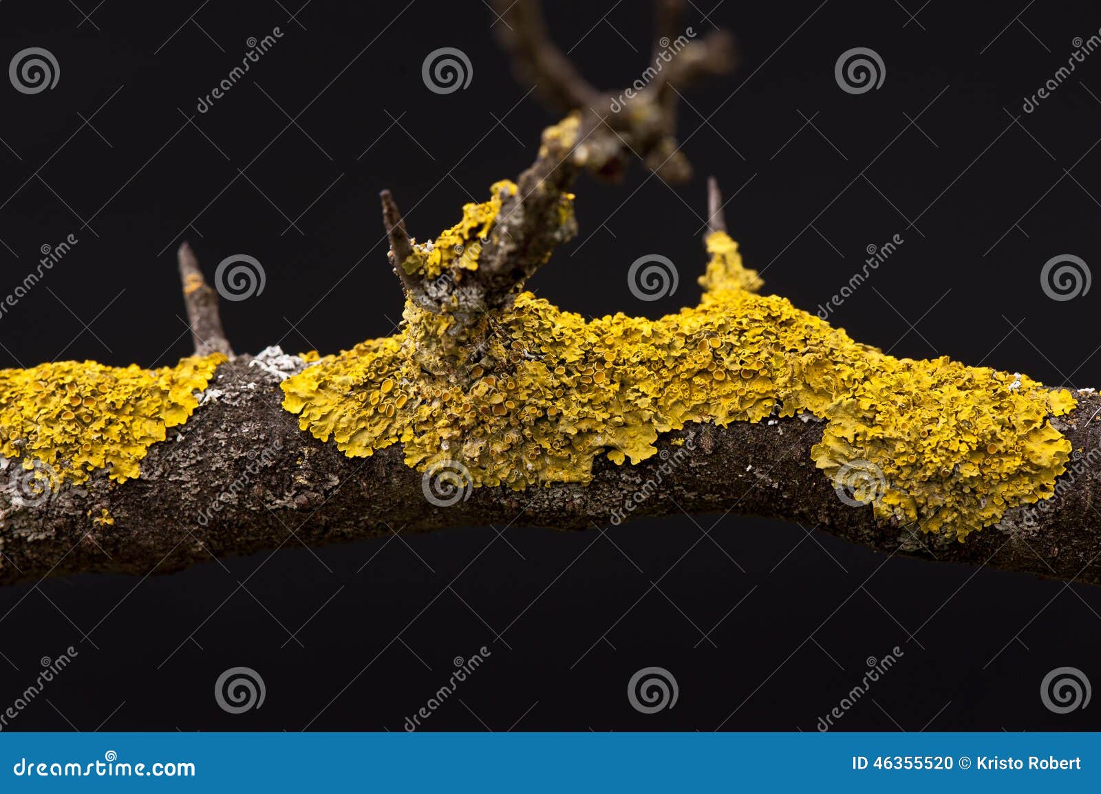 Lichen branch stock photo. Image of ecology, biology - 46355520