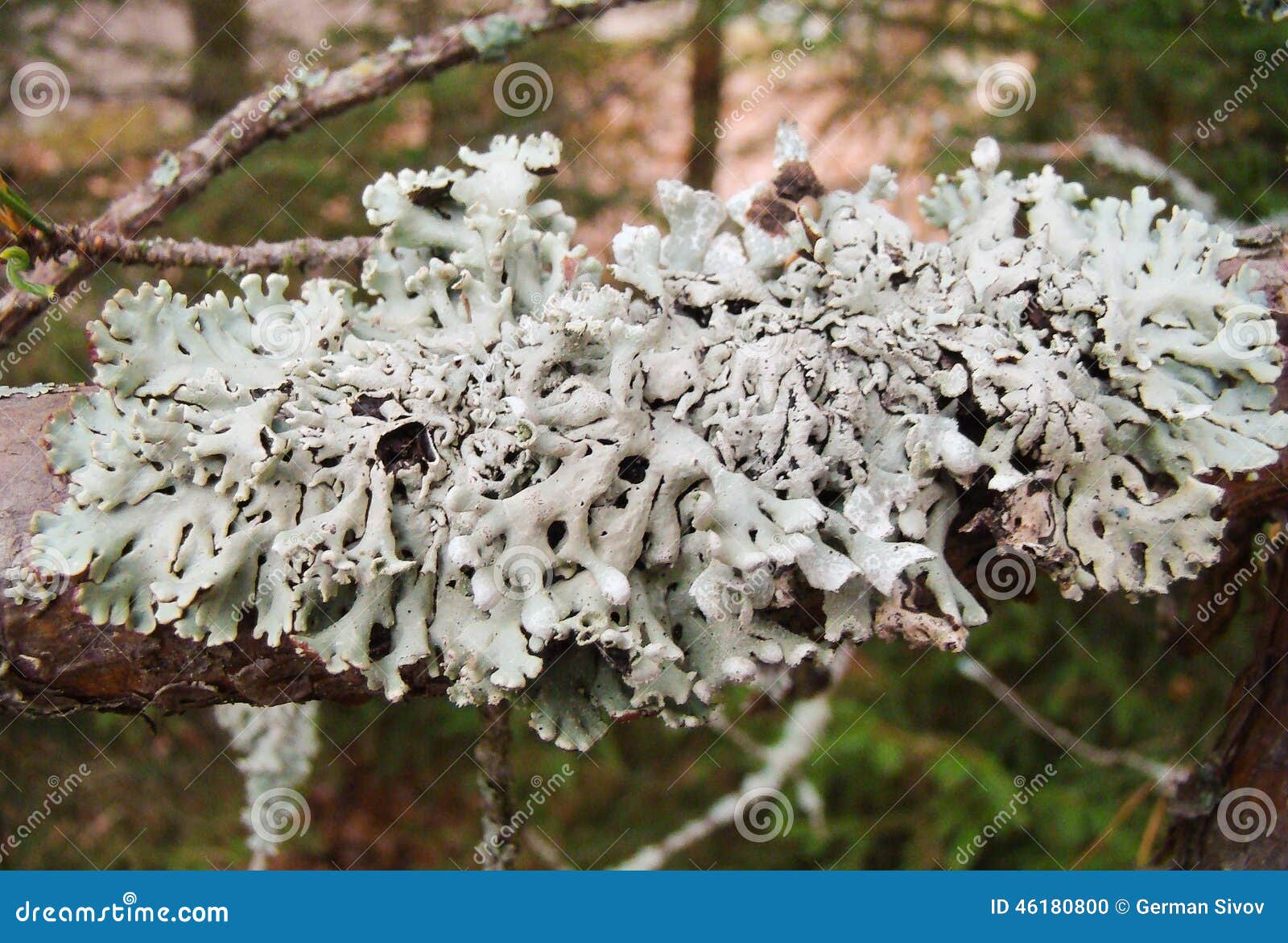 Lichen on branch stock photo. Image of natural, lichen - 46180800 Lichen on branch stock photo. Image of natural, lichen - 46180800