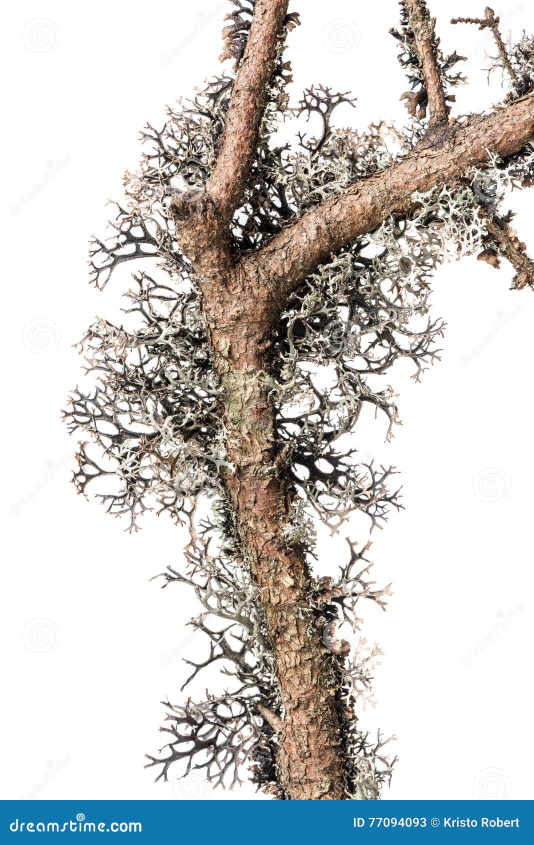 Lichen on a branch. stock image. Image of grey, nature - 77094093