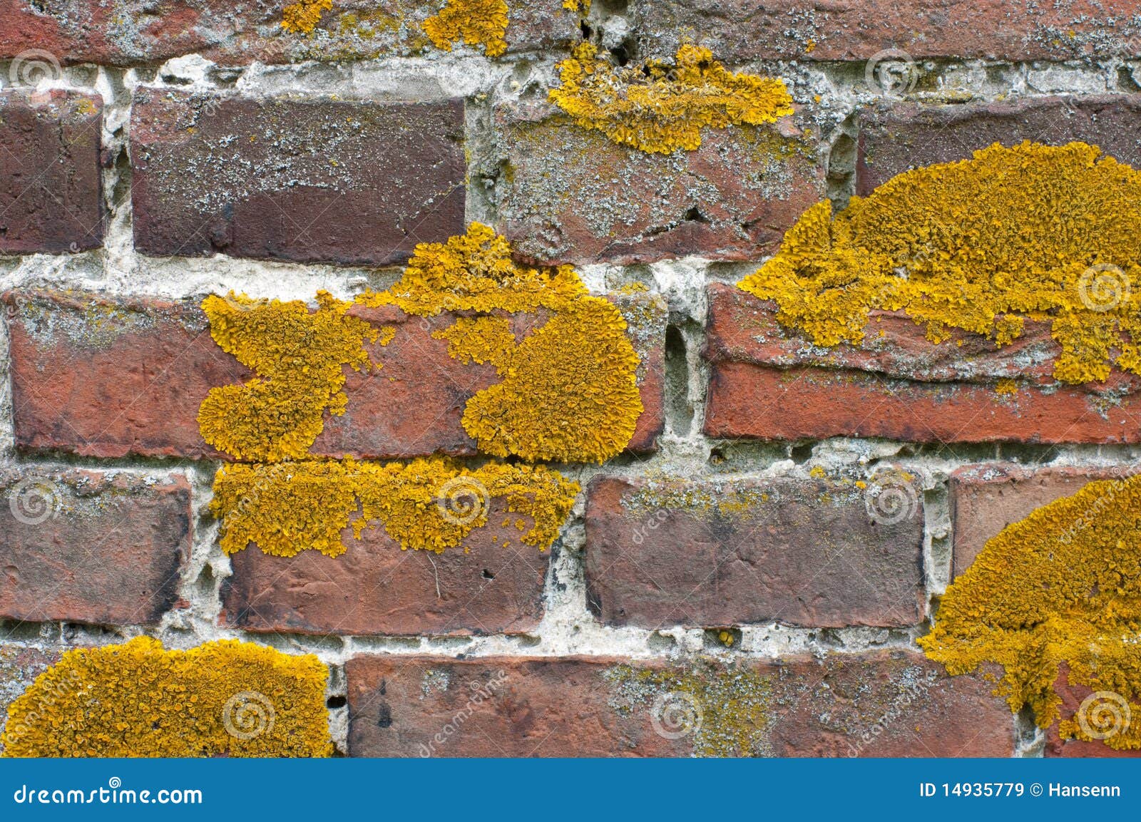 Lichen on brick wall stock image. Image of relationship - 14935779