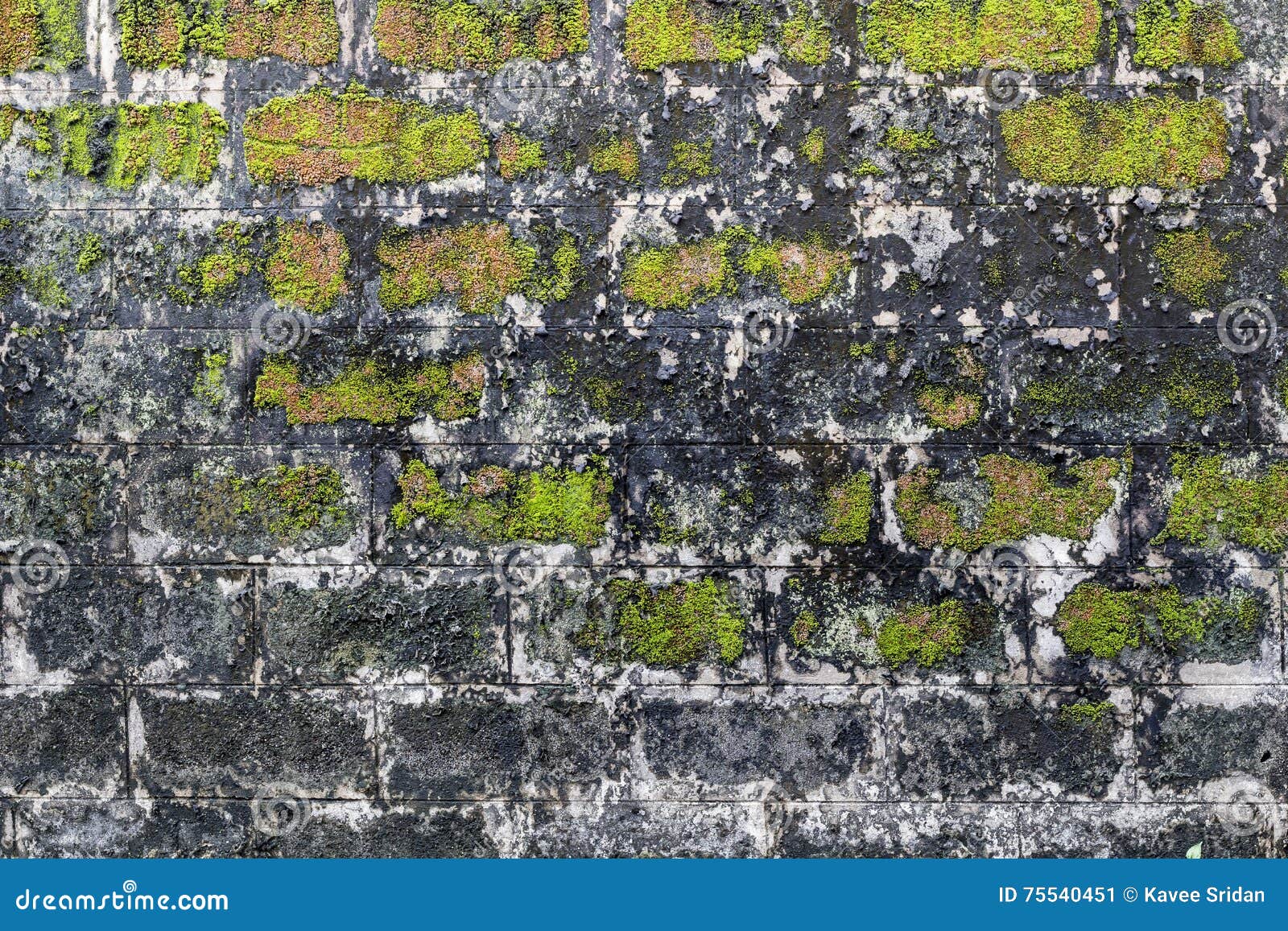 Lichen on Brick wall stock image. Image of background - 75540451