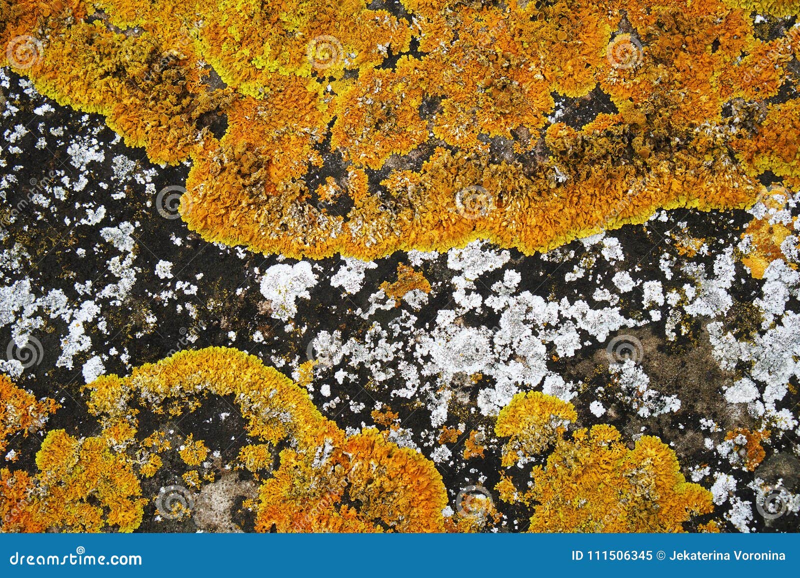 Lichen Caloplaca marina stock image. Image of gray, macro - 111506345