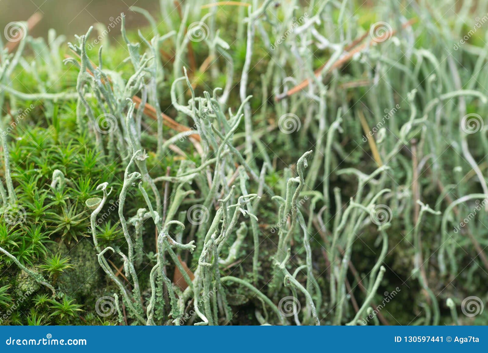 Lichen Cladoniaceae on Tree Macro Stock Image - Image of group, closeup ...