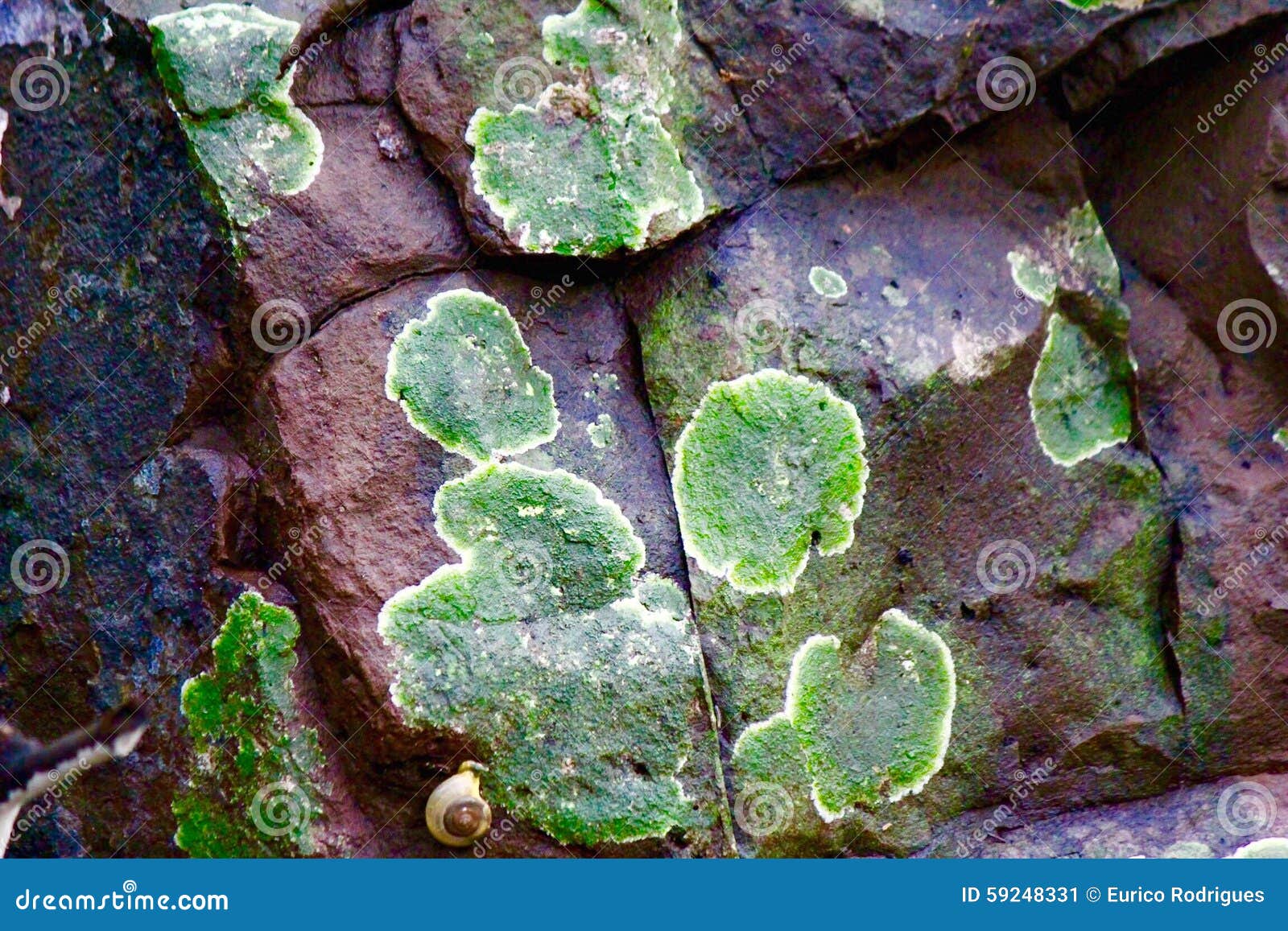 Lichen - Clean Environment Indicator Stock Image - Image of component ...