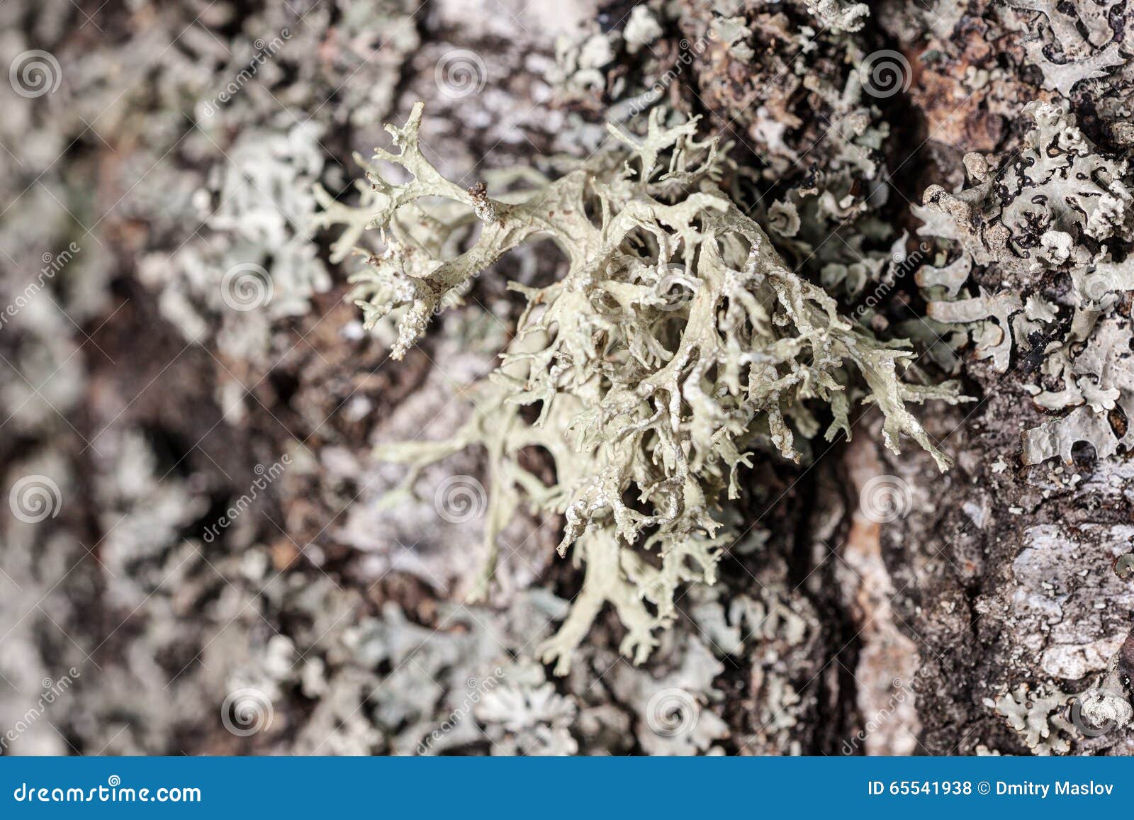 Lichen close up stock photo. Image of closeup, bark, nature - 65541938