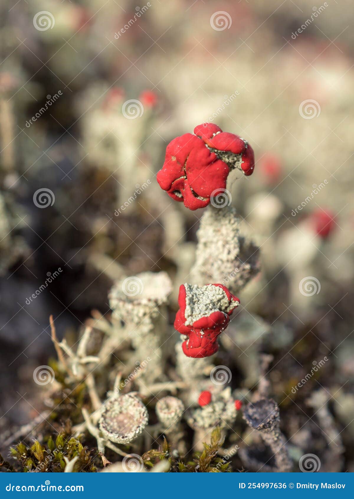 Lichen close up stock photo. Image of closeup, organic - 254997636