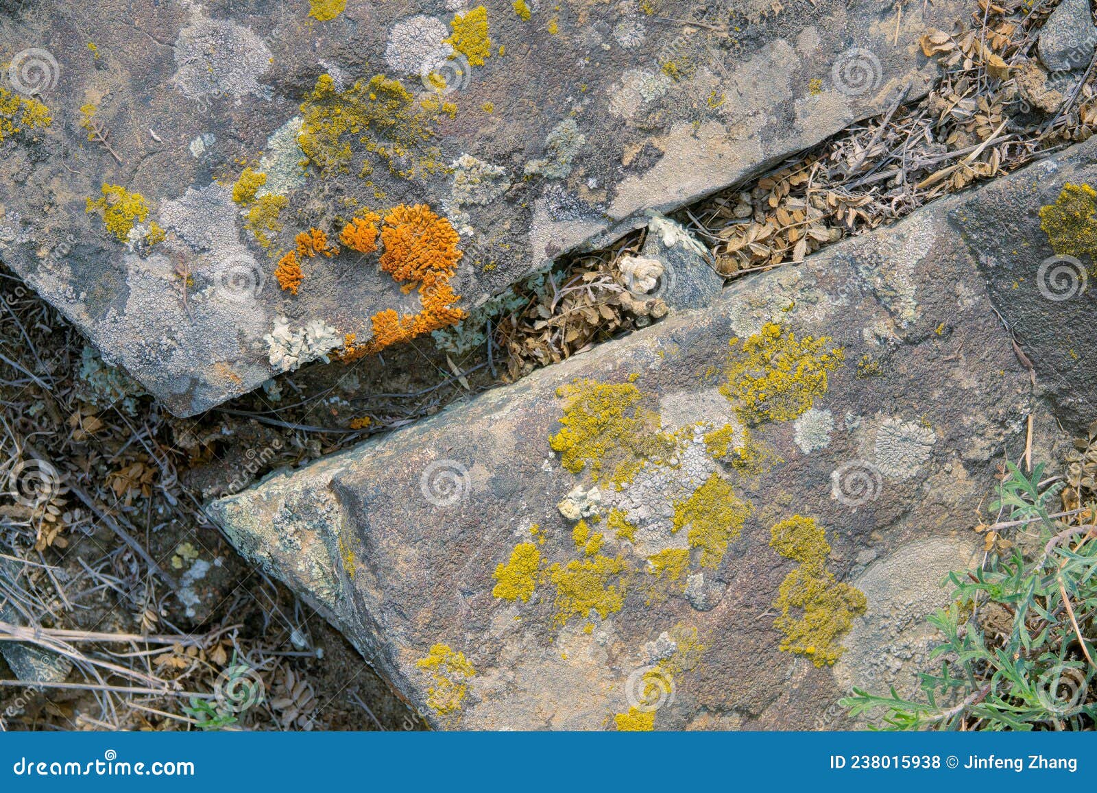 Lichen stock photo. Image of desert, natural, rock, muscus - 238015938