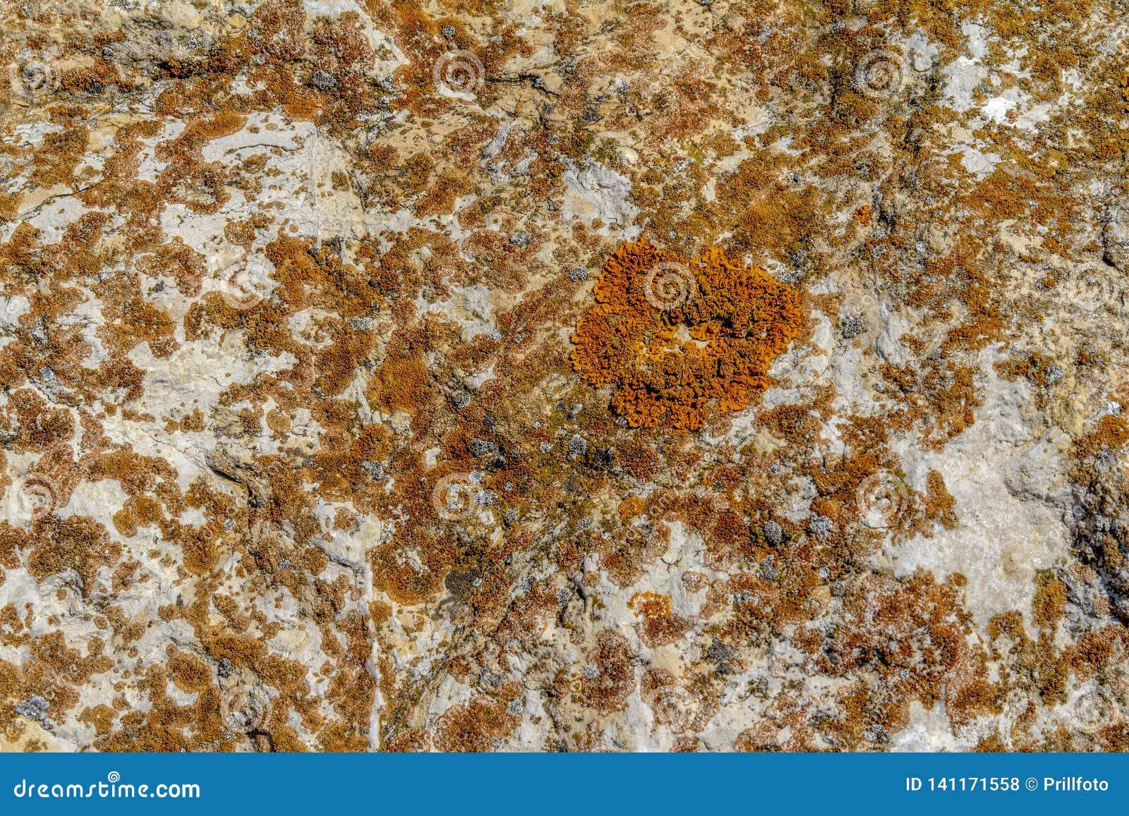 Lichen closeup stock photo. Image of macro, dense, composite - 141171558