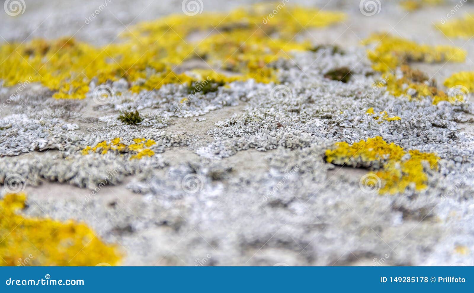 Lichen closeup stock photo. Image of lichen, vegetation - 149285178