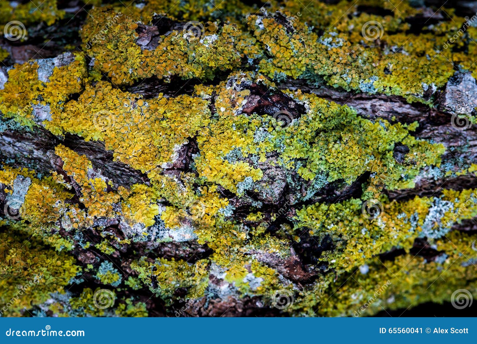 Lichen colony on cut wood stock image. Image of conservation - 65560041