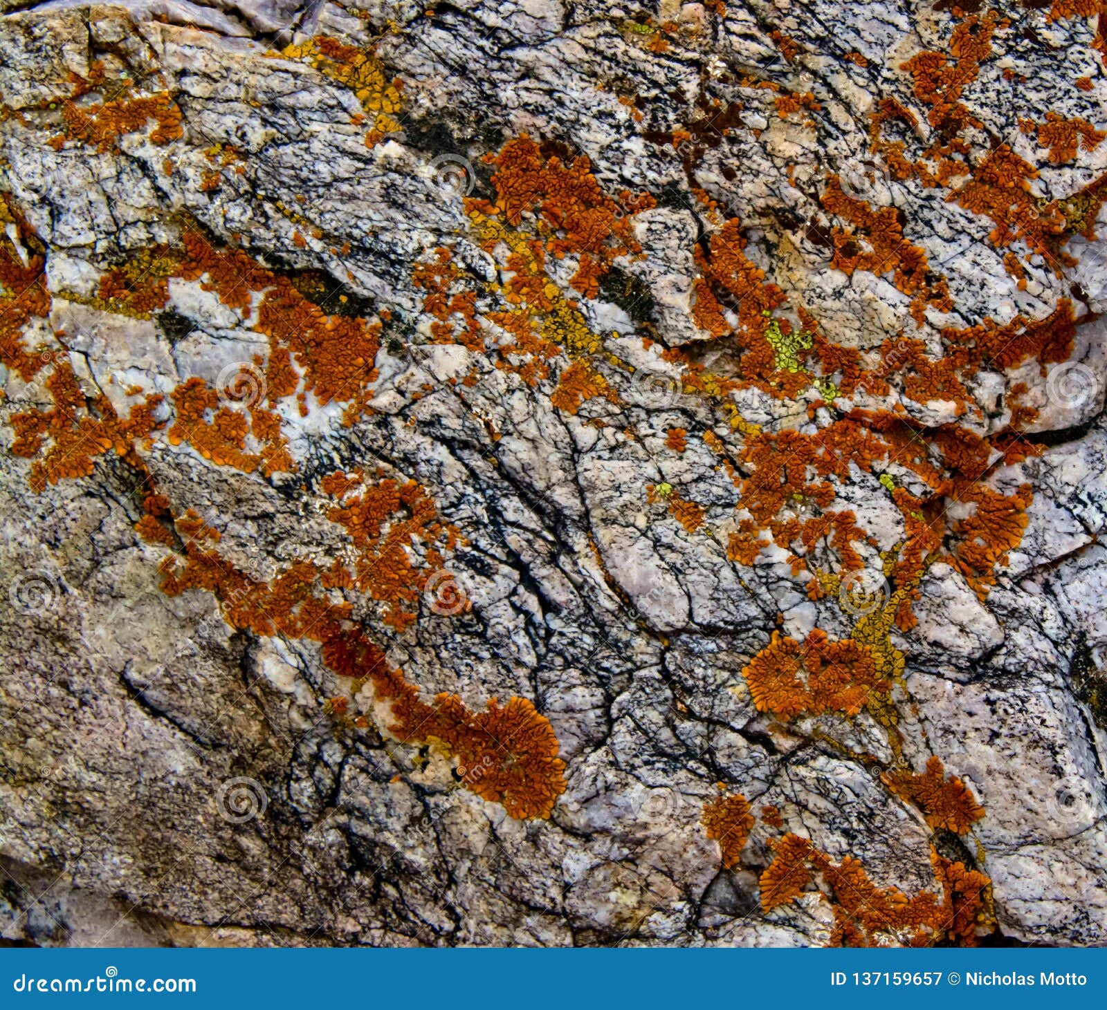 Orange Lichen on Granite stock image. Image of mojave - 137159657