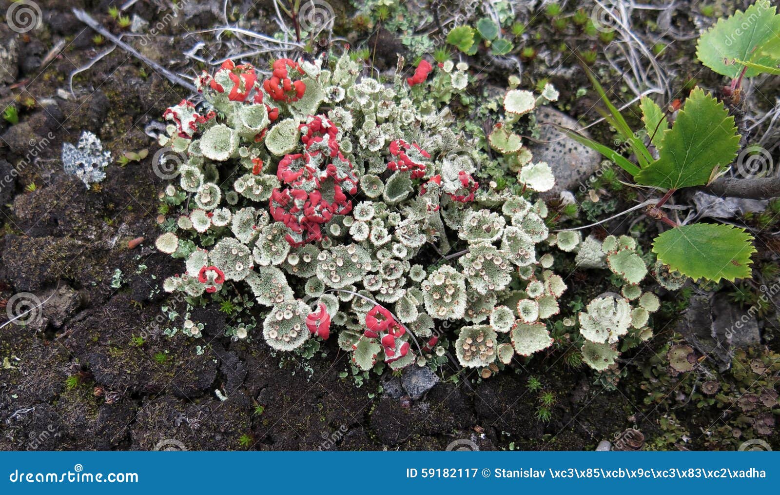 Lichen stock image. Image of ground, detail, flora, leaf - 59182117