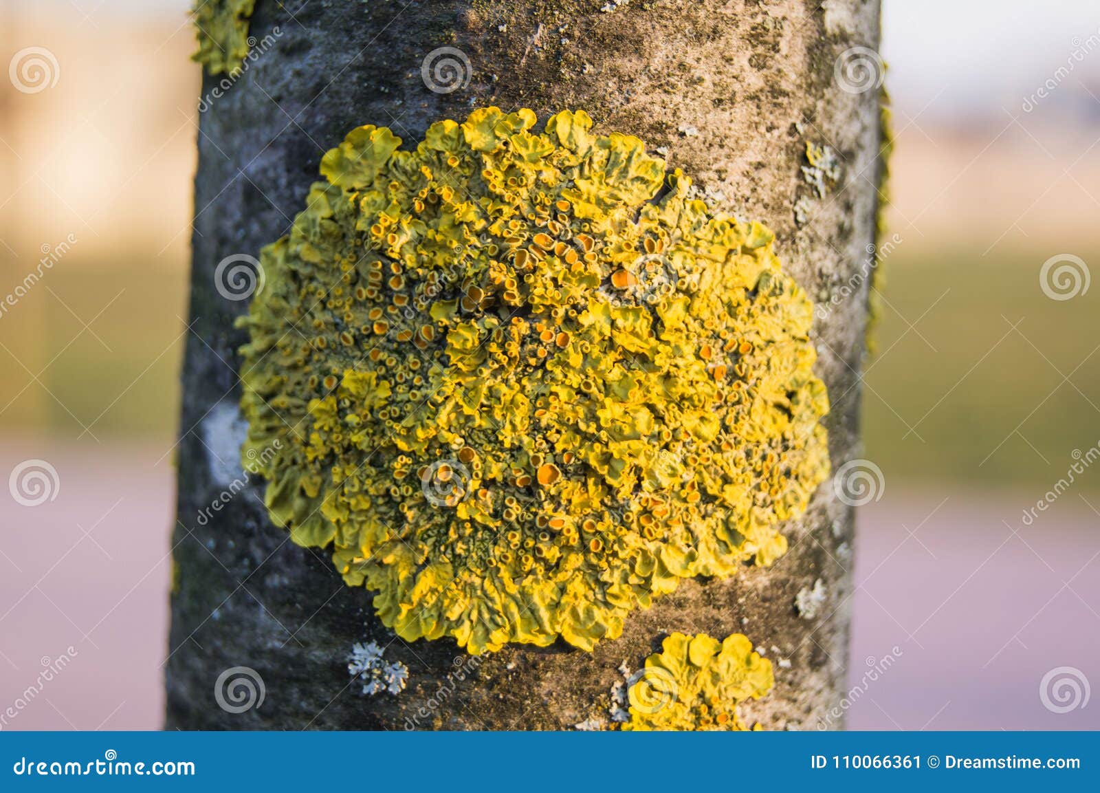 Lichen on the Cortex of Tree Stock Image - Image of slow, tree: 110066361