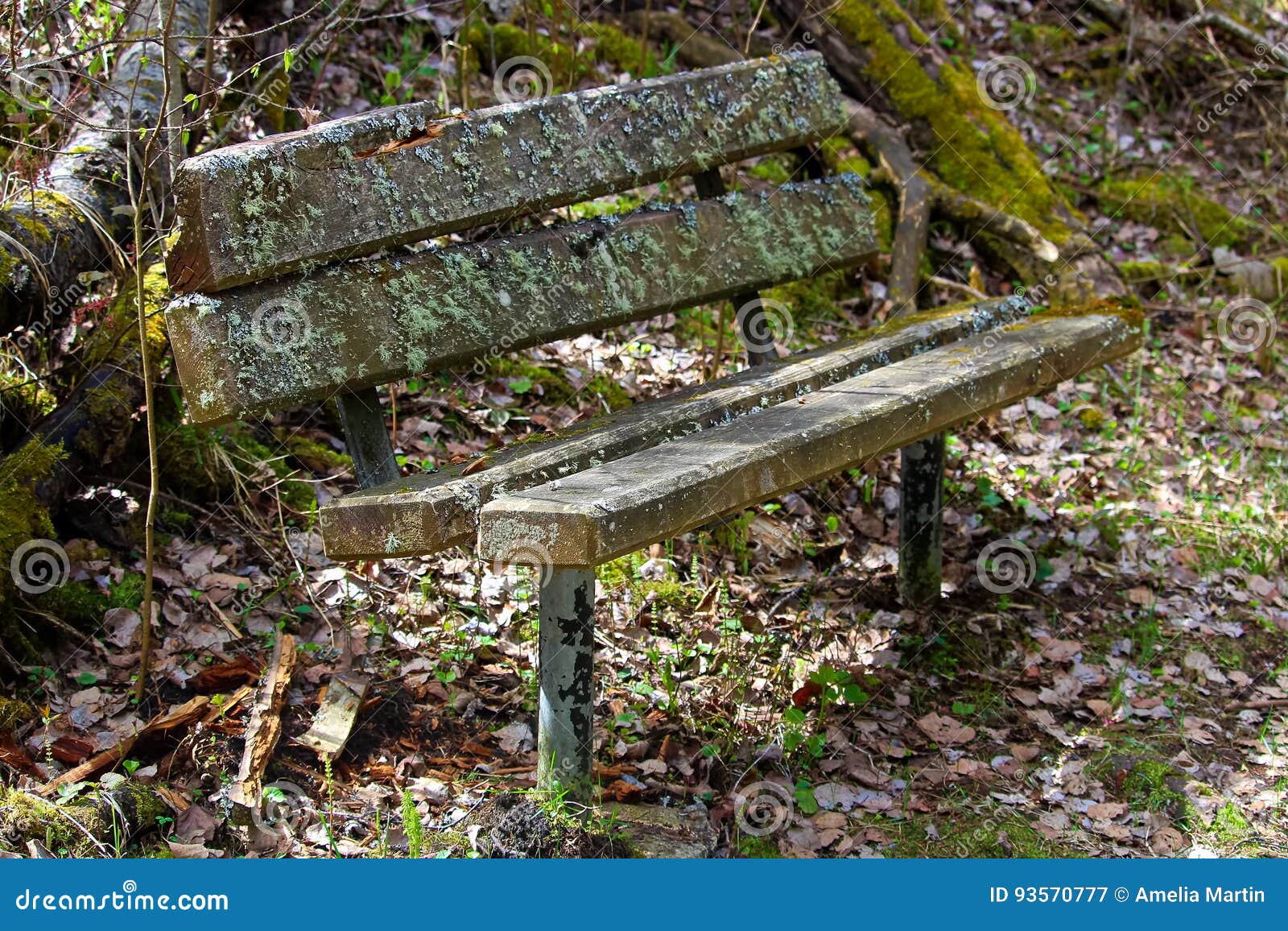 A Lichen Covered Bench in the Woods Stock Image - Image of scenic ...