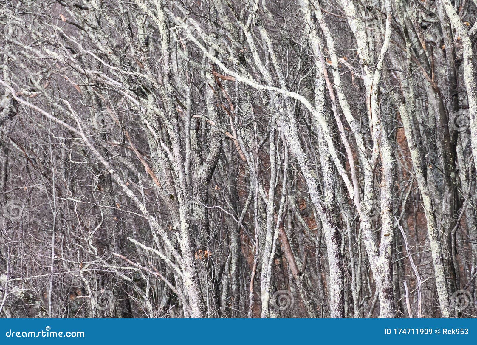 Lichen Covered Forest As If Existing in a Fantasy World Stock Image ...