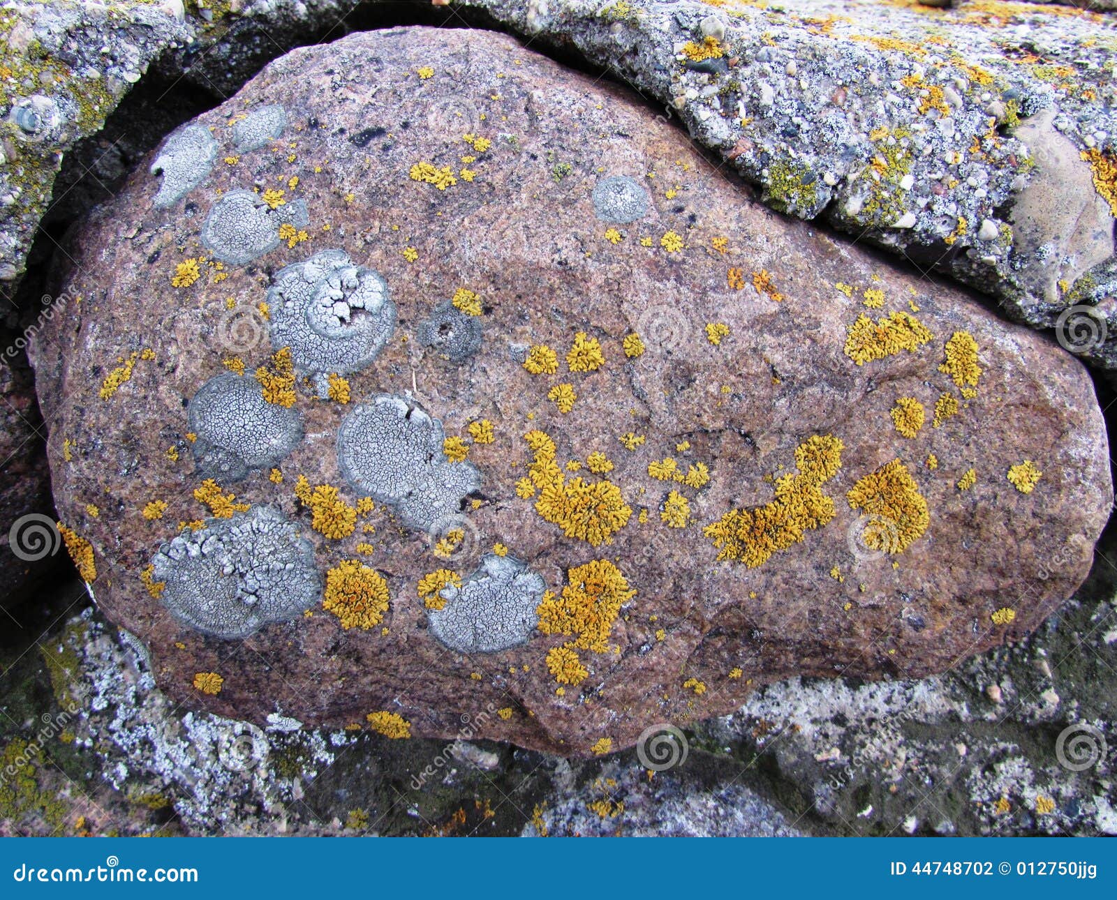 Lichen-covered rock stock photo. Image of cyanobacteria - 44748702