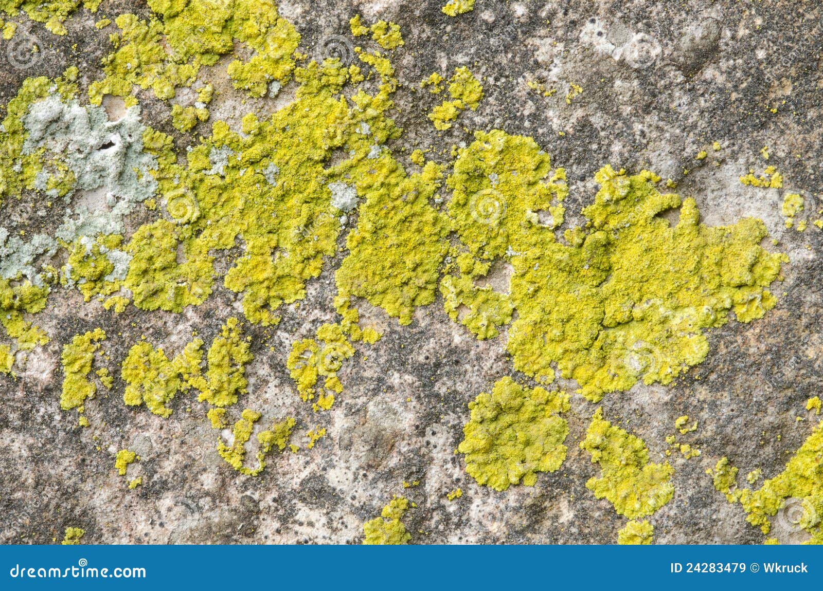 Lichen covered stone stock image. Image of covered, detail - 24283479