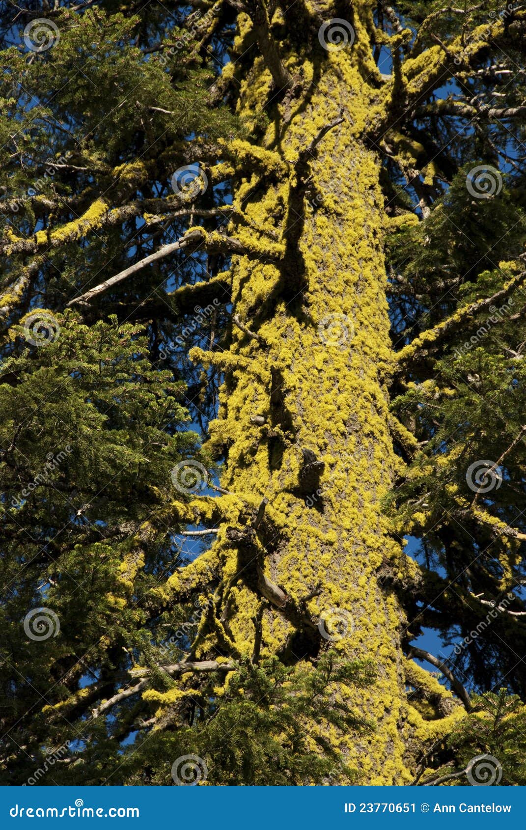 Lichen Covered Tree Trunk stock image. Image of plants - 23770651 Lichen Covered Tree Trunk stock image. Image of plants - 23770651