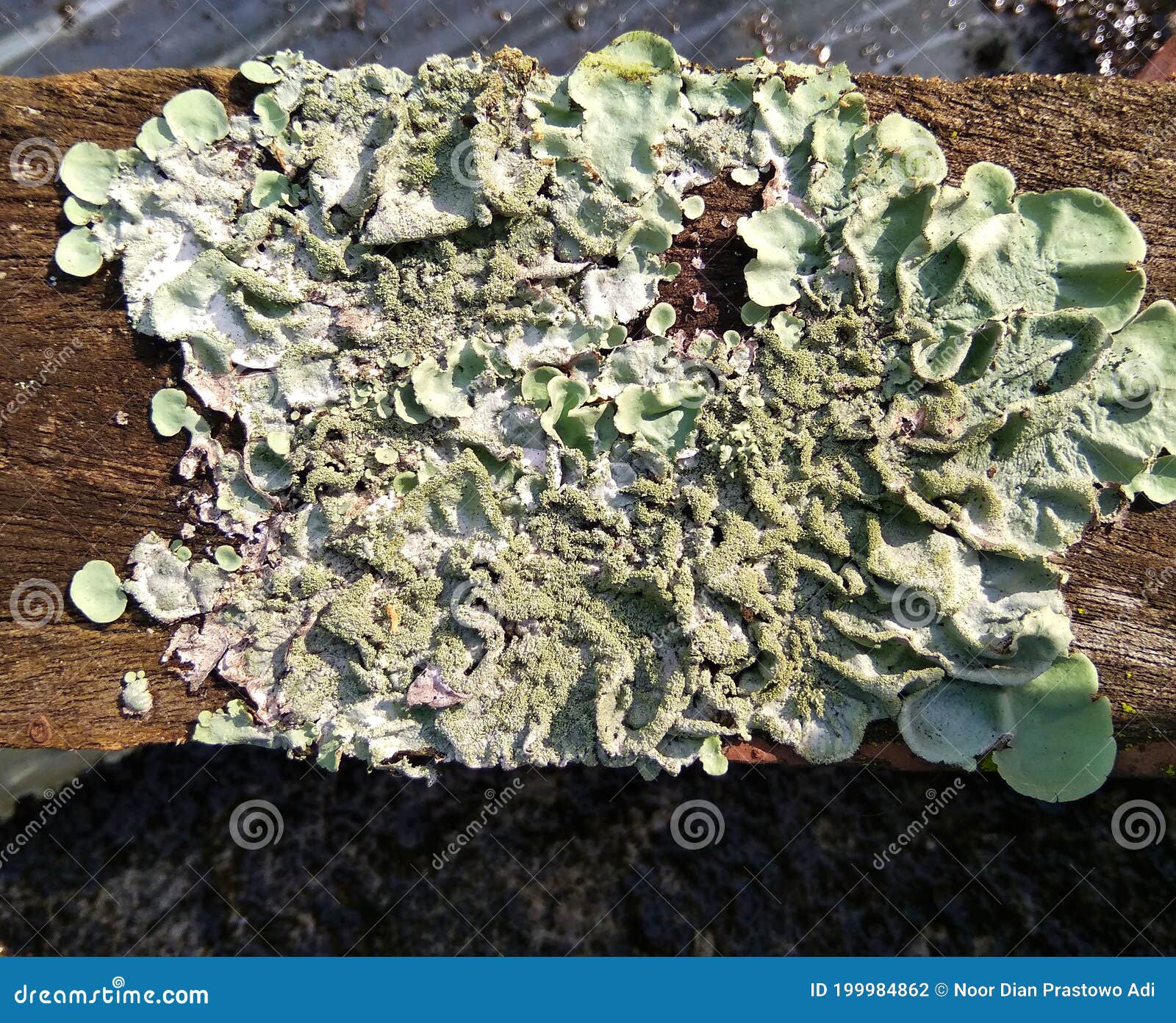 Lichen on damp wood stock photo. Image of green, damp - 199984862