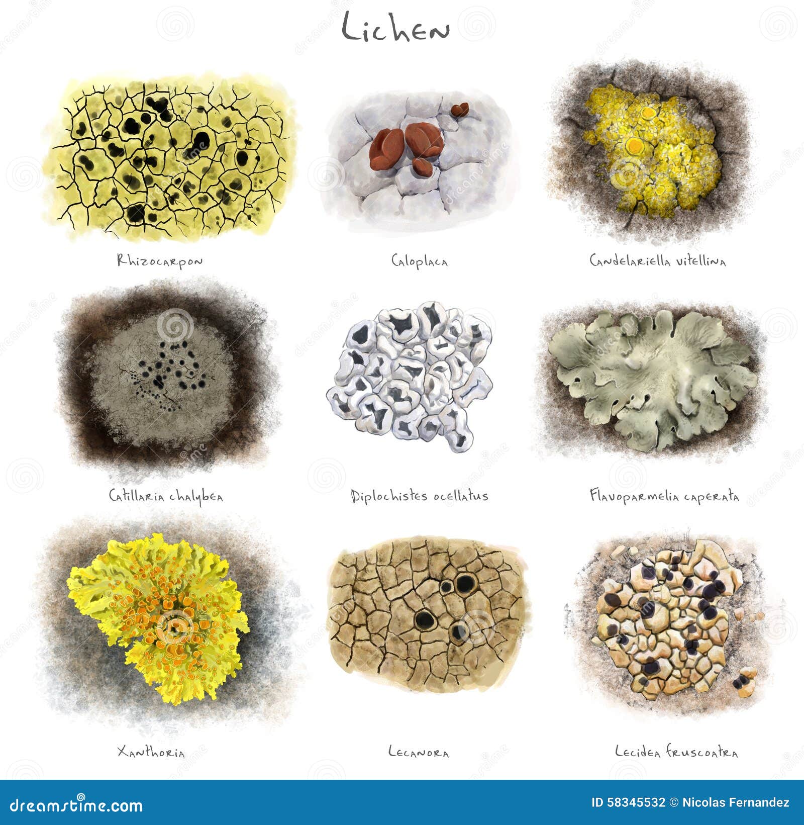 Lichen stock illustration. Illustration of detail, fungus - 58345532
