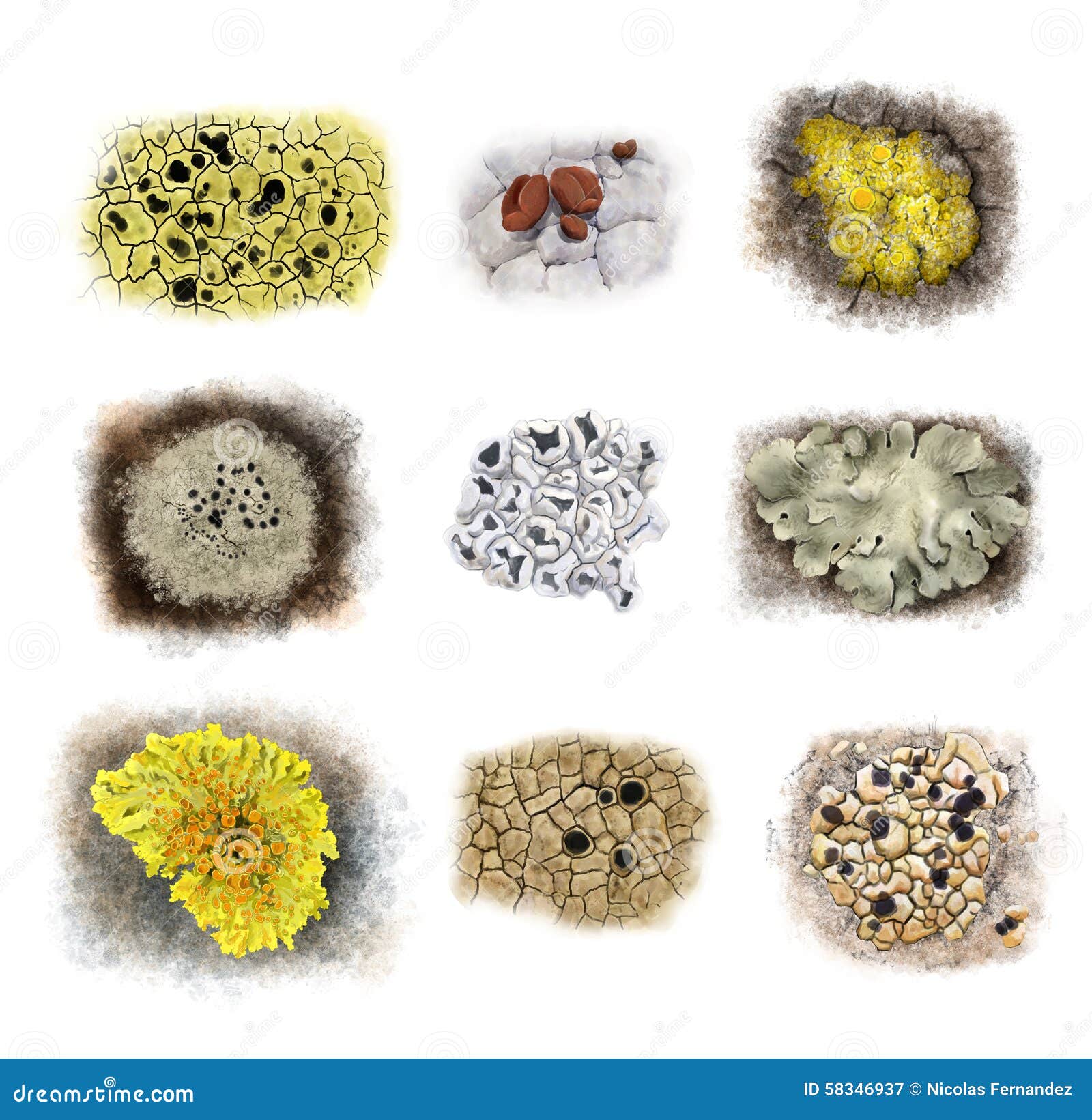 Lichen stock illustration. Illustration of grey, lichen - 58346937