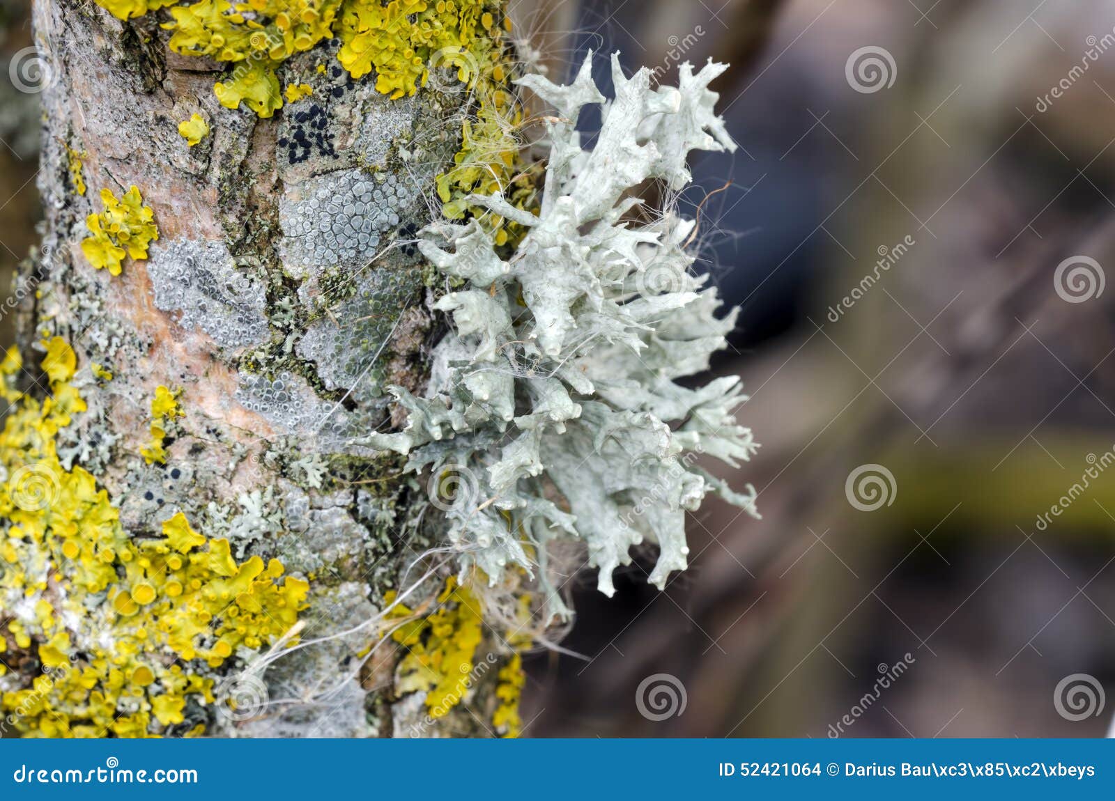 Lichen stock photo. Image of botanical, flora, prunastri - 52421064
