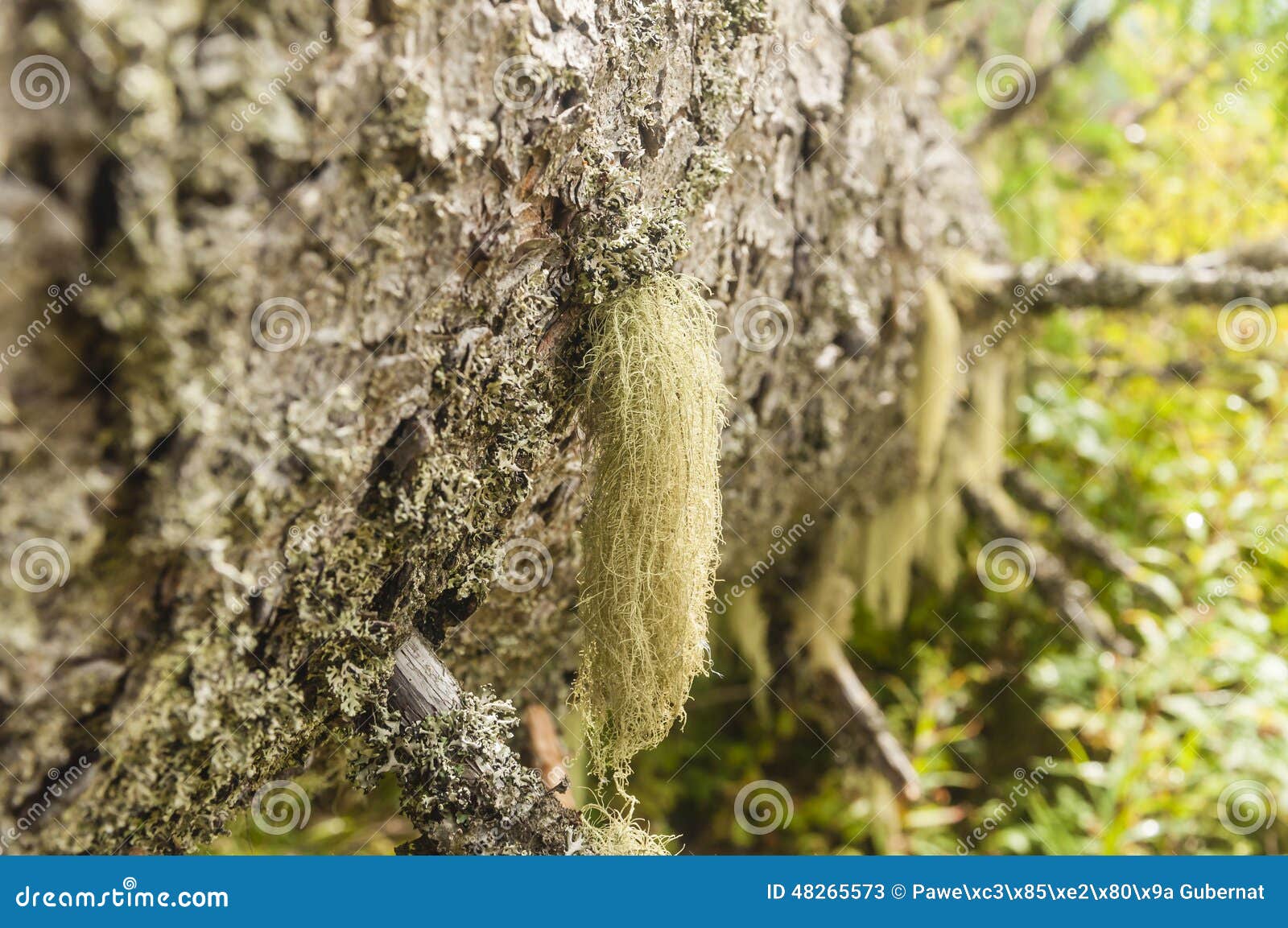 Small Usnea Lapponica On The Trunk Of Araucaria Angustifolia Stock ...